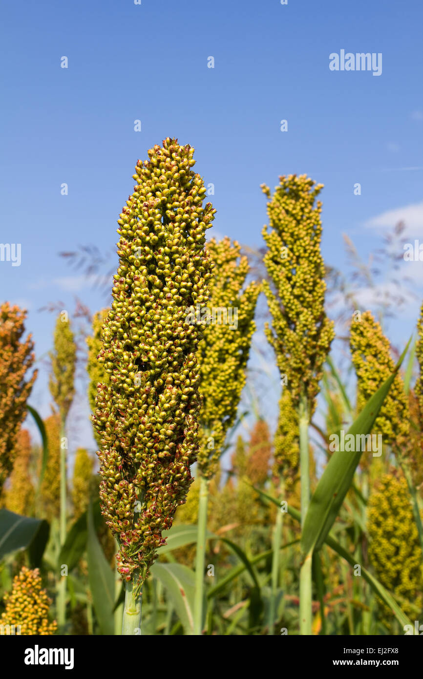 Stalks of sorghum grow in a agricultural farming field Stock Photo - Alamy