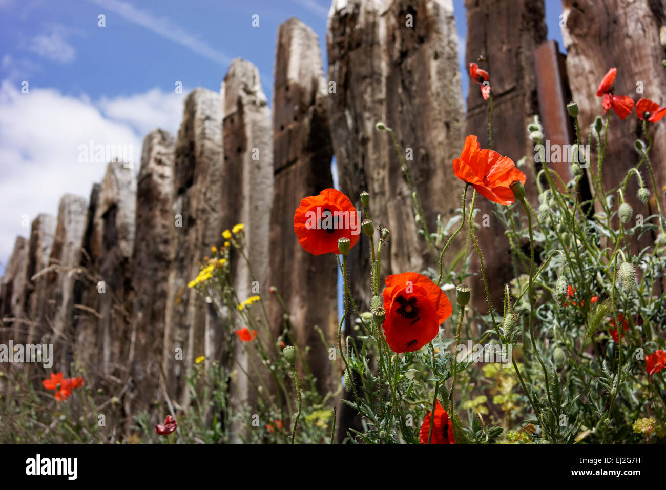 Poppies and wildflowers, Zamora, Spain Stock Photo - Alamy
