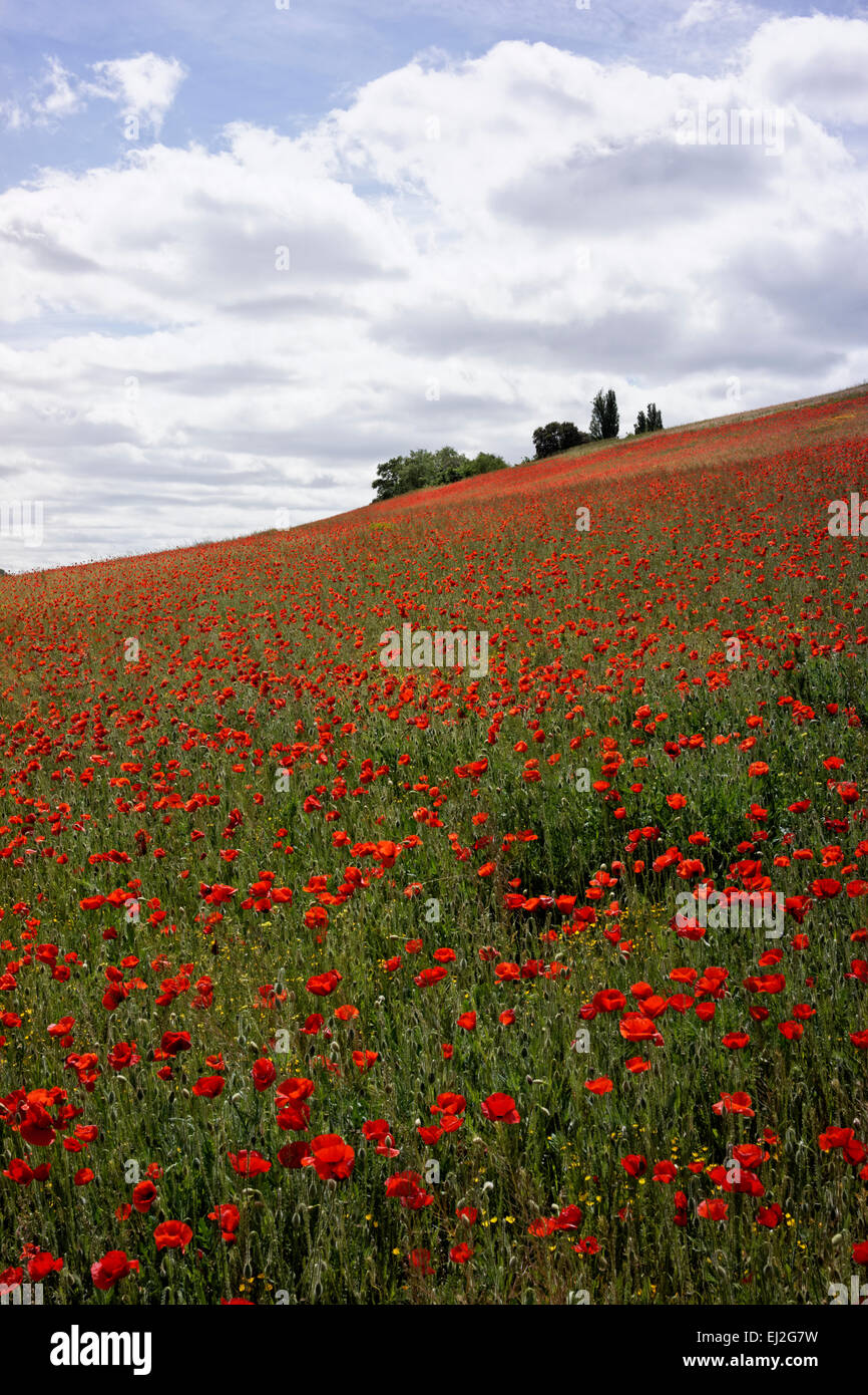 Poppies and wildflowers, Zamora, Spain Stock Photo - Alamy