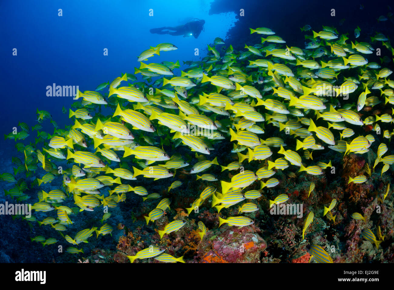 Lutjanus kasmira, Common Bluestripe snapper and scuba diver, Muthafushi ...