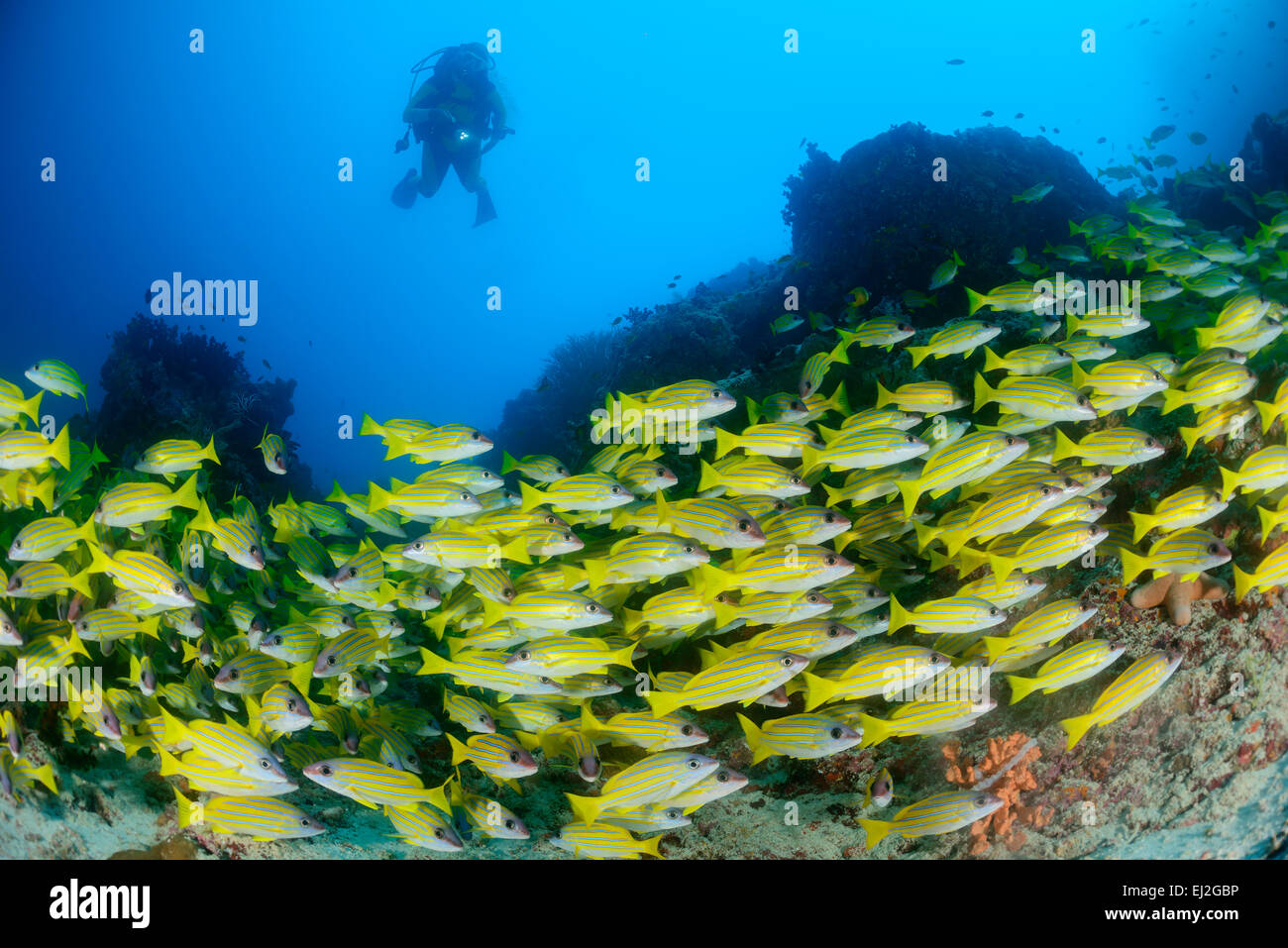 Lutjanus kasmira, Common Bluestripe snapper and scuba diver, Muthafushi ...
