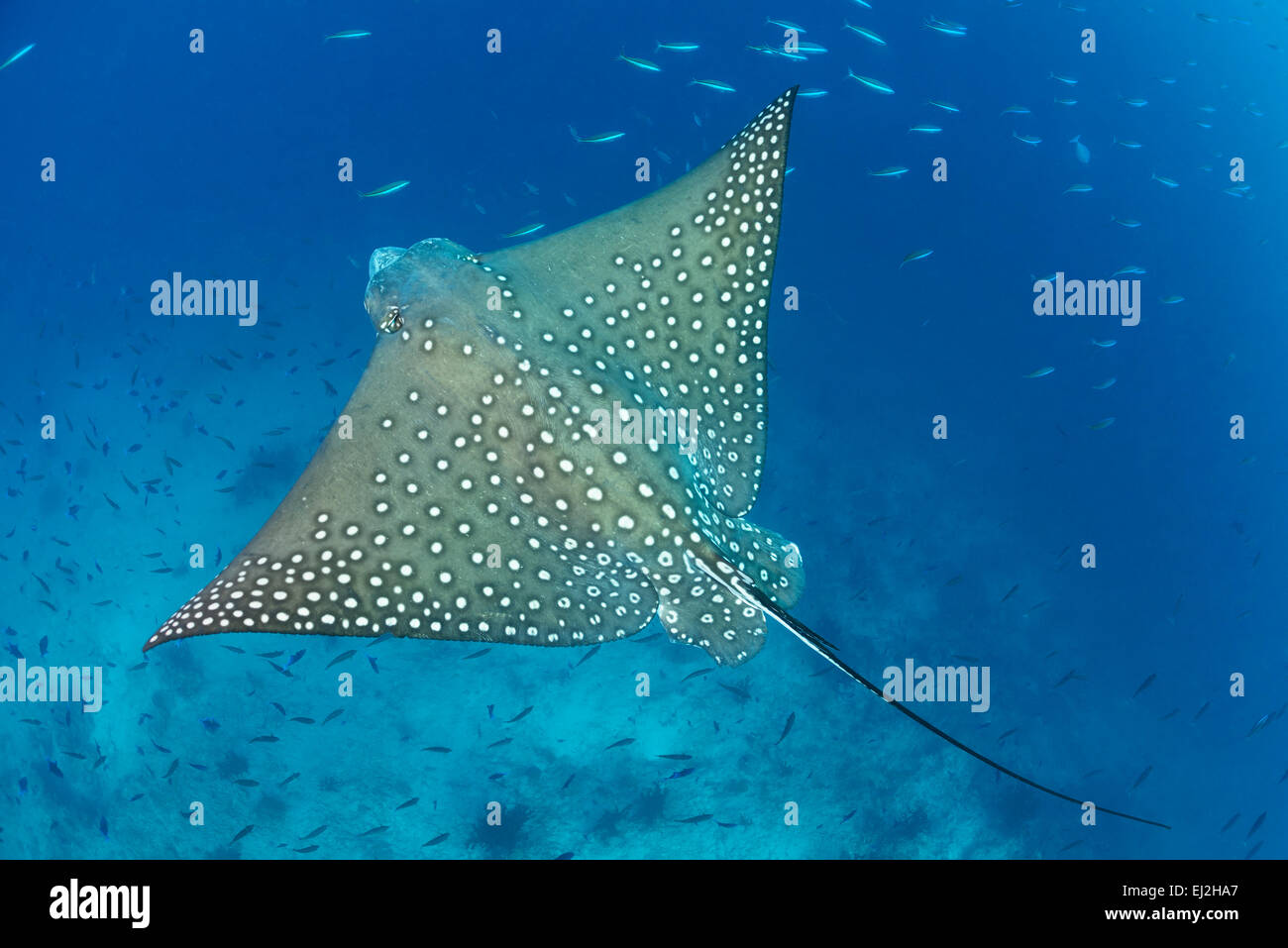 Duckbill hi-res stock photography and images - Alamy