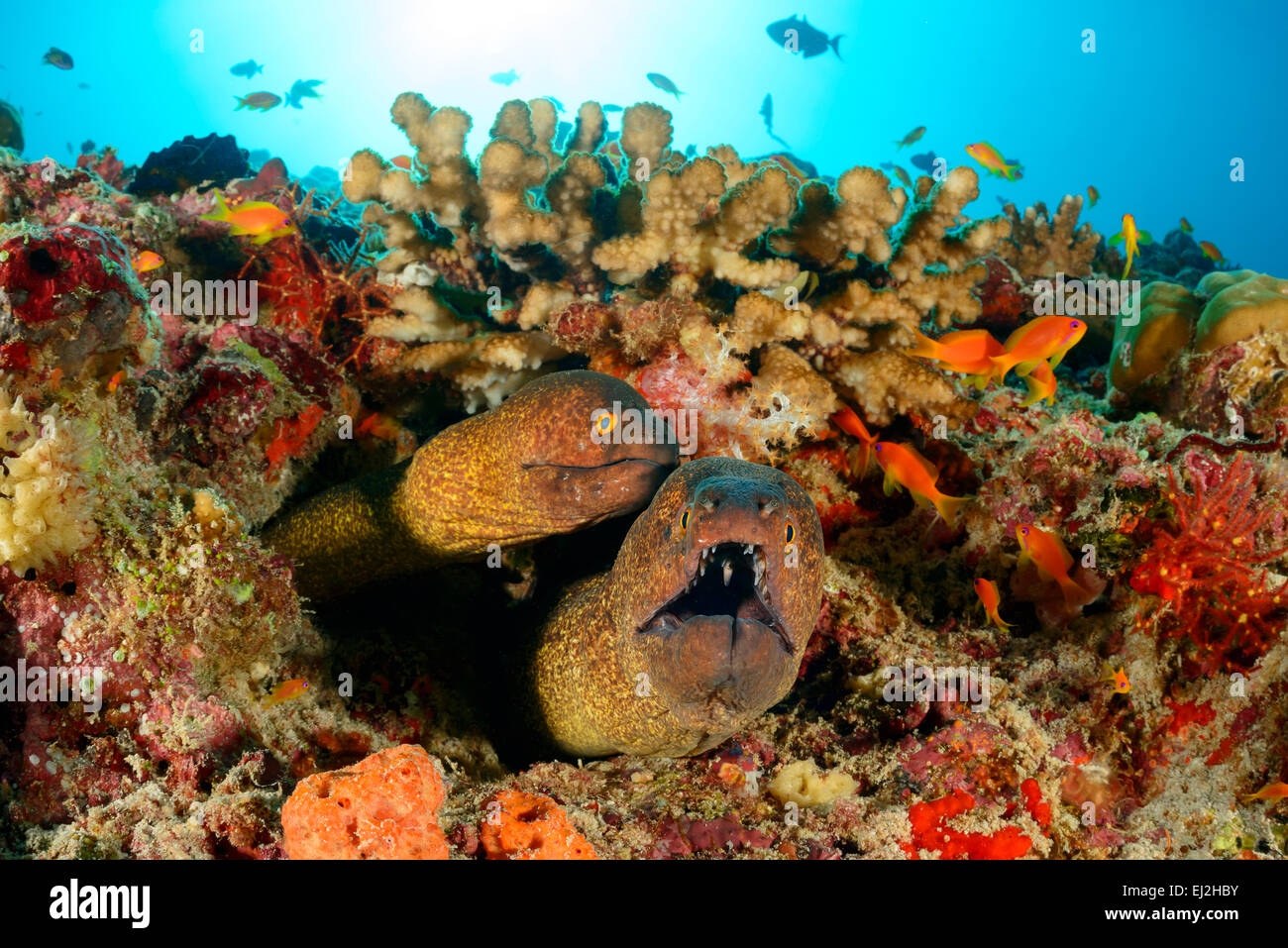 Gymnothorax viridipinnis hi-res stock photography and images - Alamy