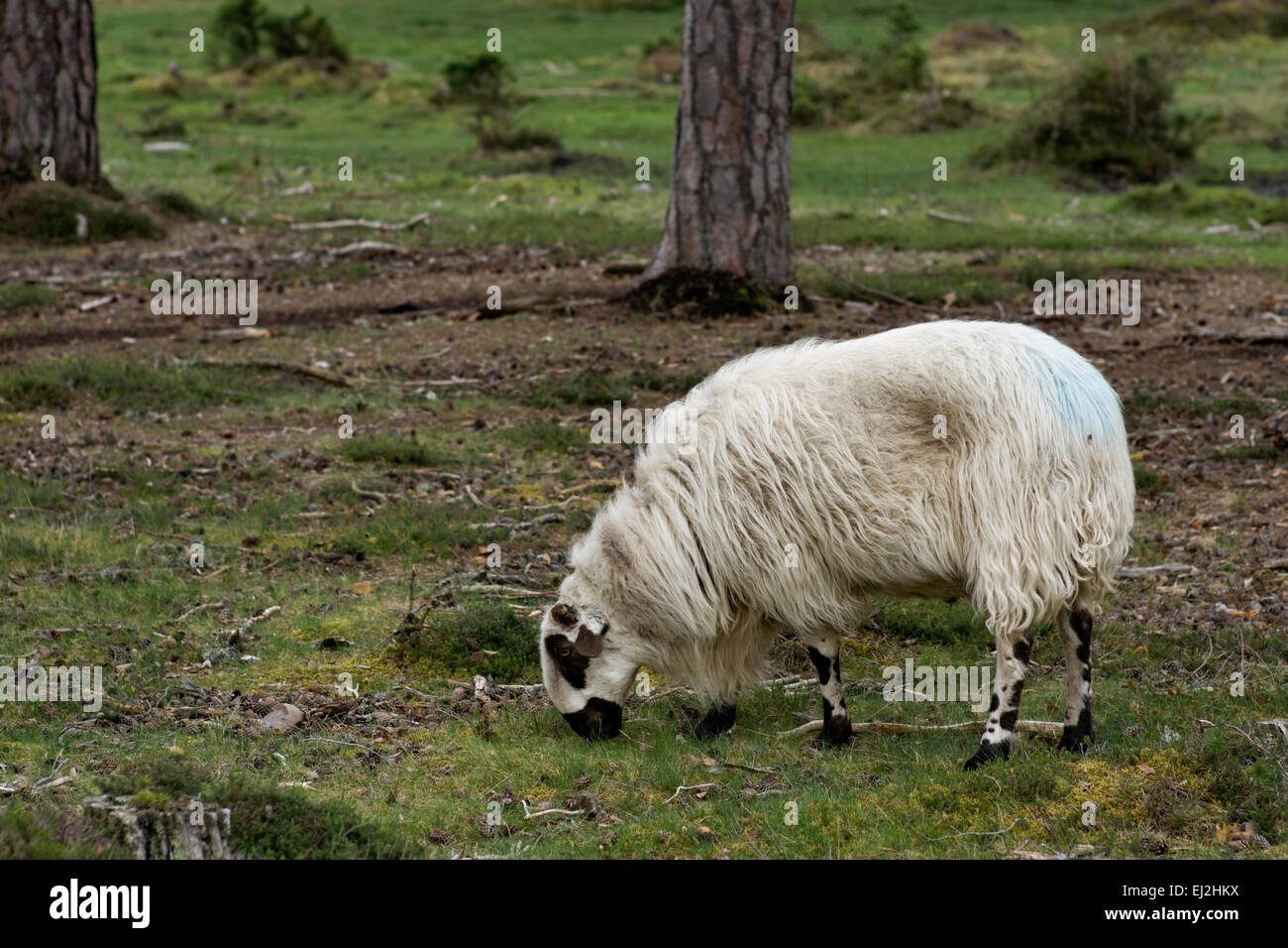Sheep in Burgos, Spain Stock Photo - Alamy