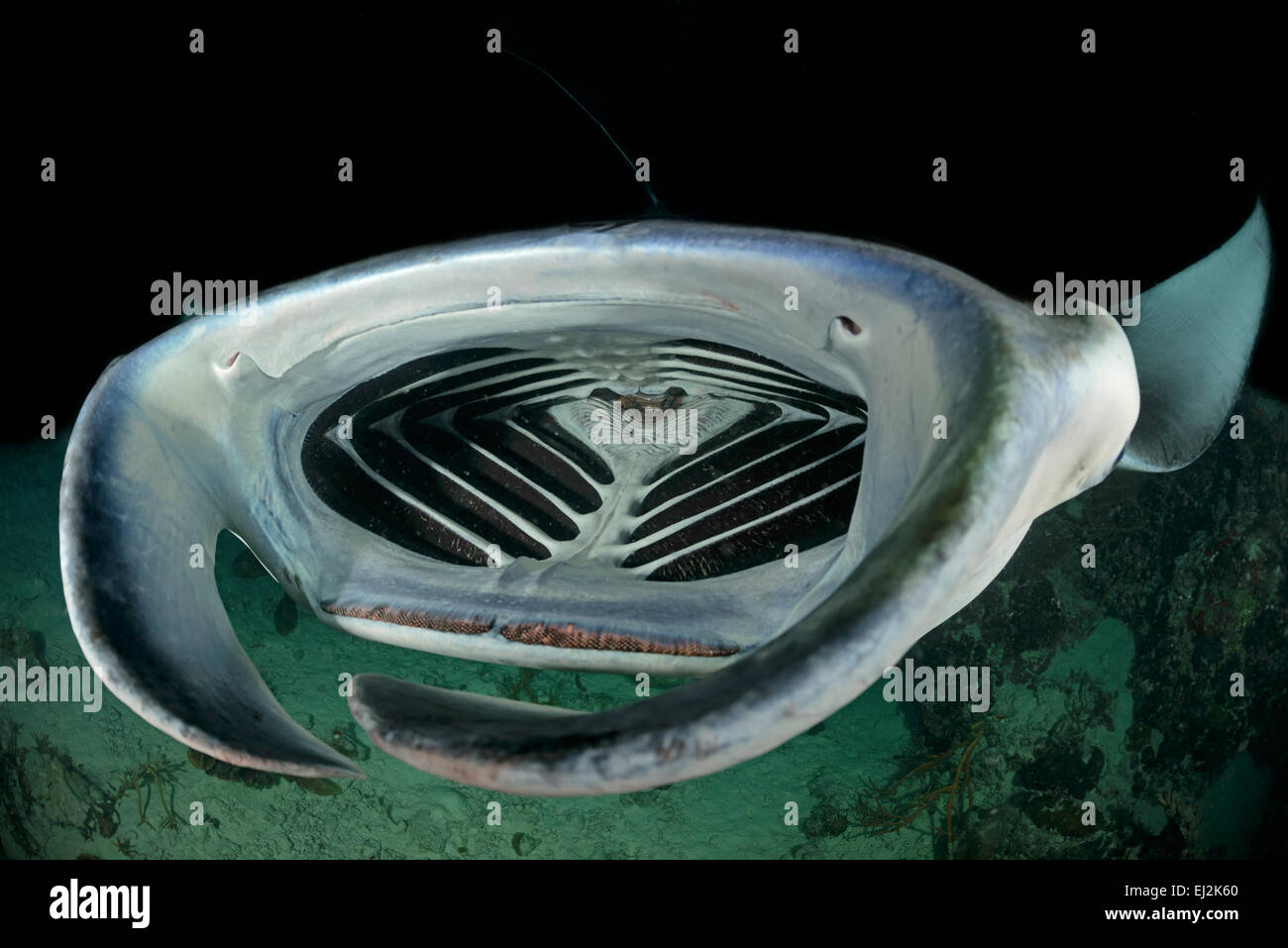 Manta ray mouth hi-res stock photography and images - Alamy