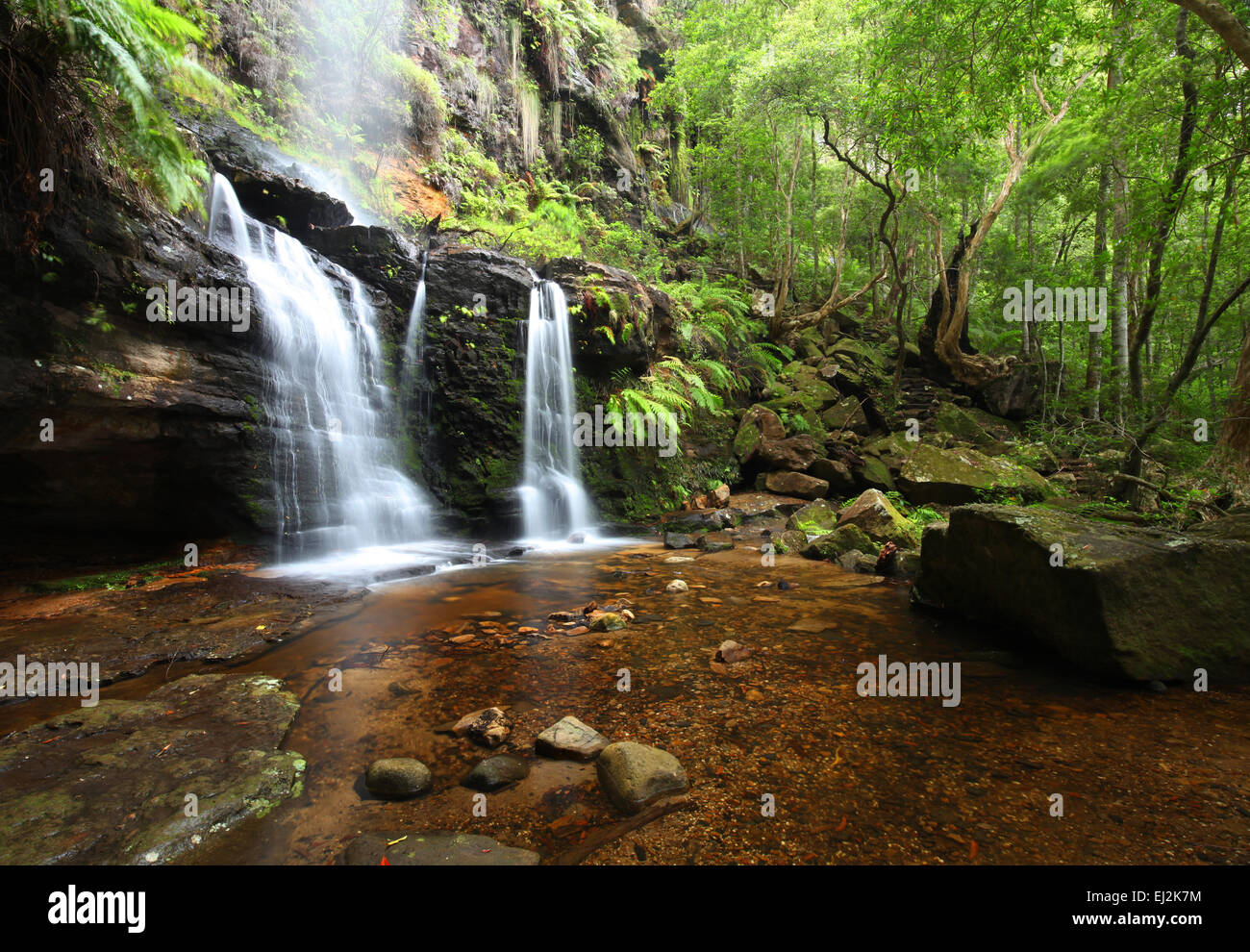Nsw rainforest river creek hi-res stock photography and images - Alamy