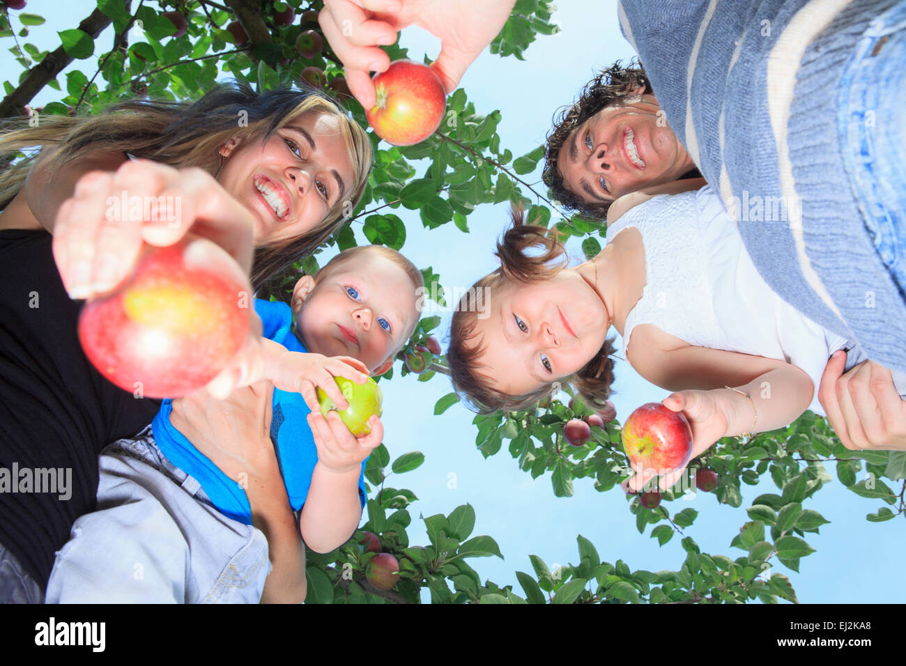 happy family of four attractive caucasian catch apple Stock Photo - Alamy
