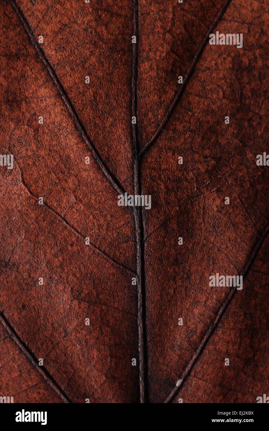 texture fallen leaves autumn macro Stock Photo - Alamy