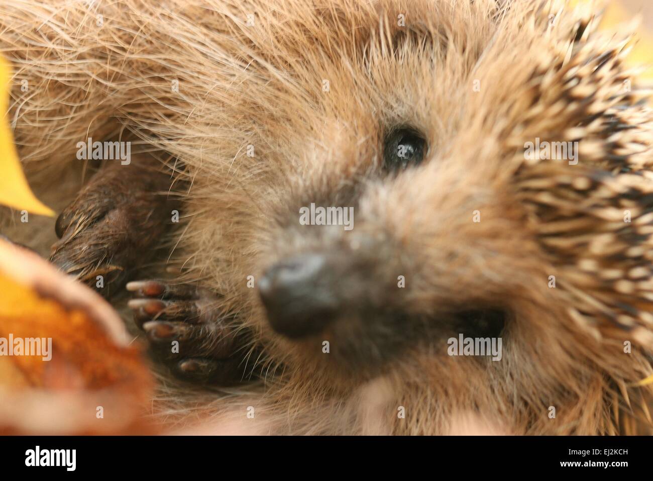 Hedgehog side view hi-res stock photography and images - Alamy