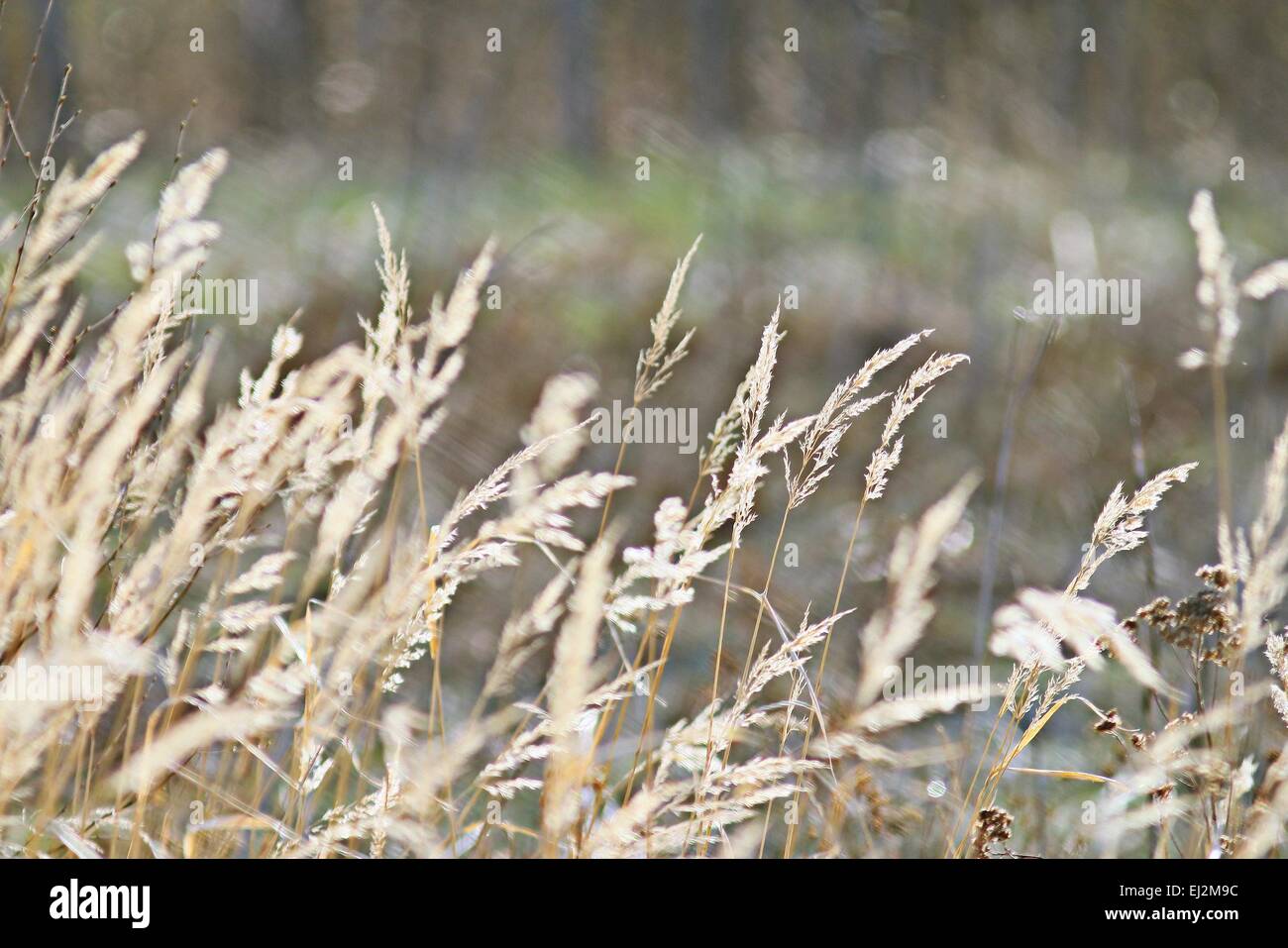 Autumn grass background clouds Stock Photo - Alamy