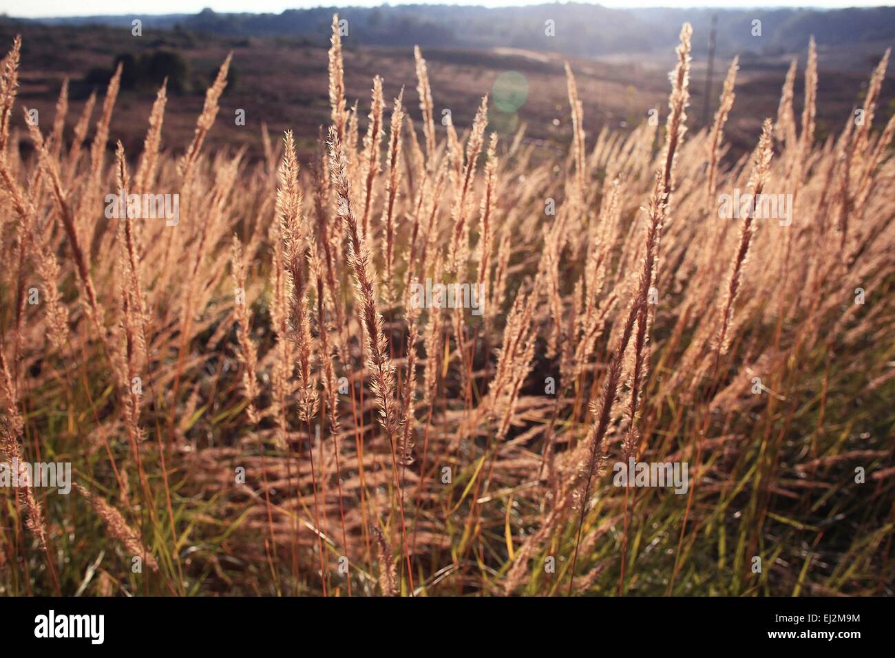 Autumn grass background clouds Stock Photo - Alamy