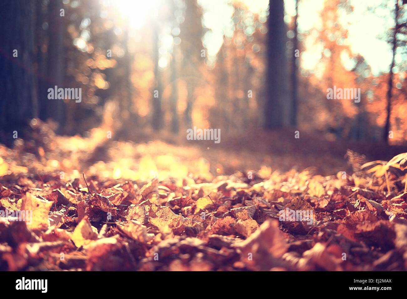 Indian autumn hi-res stock photography and images - Alamy