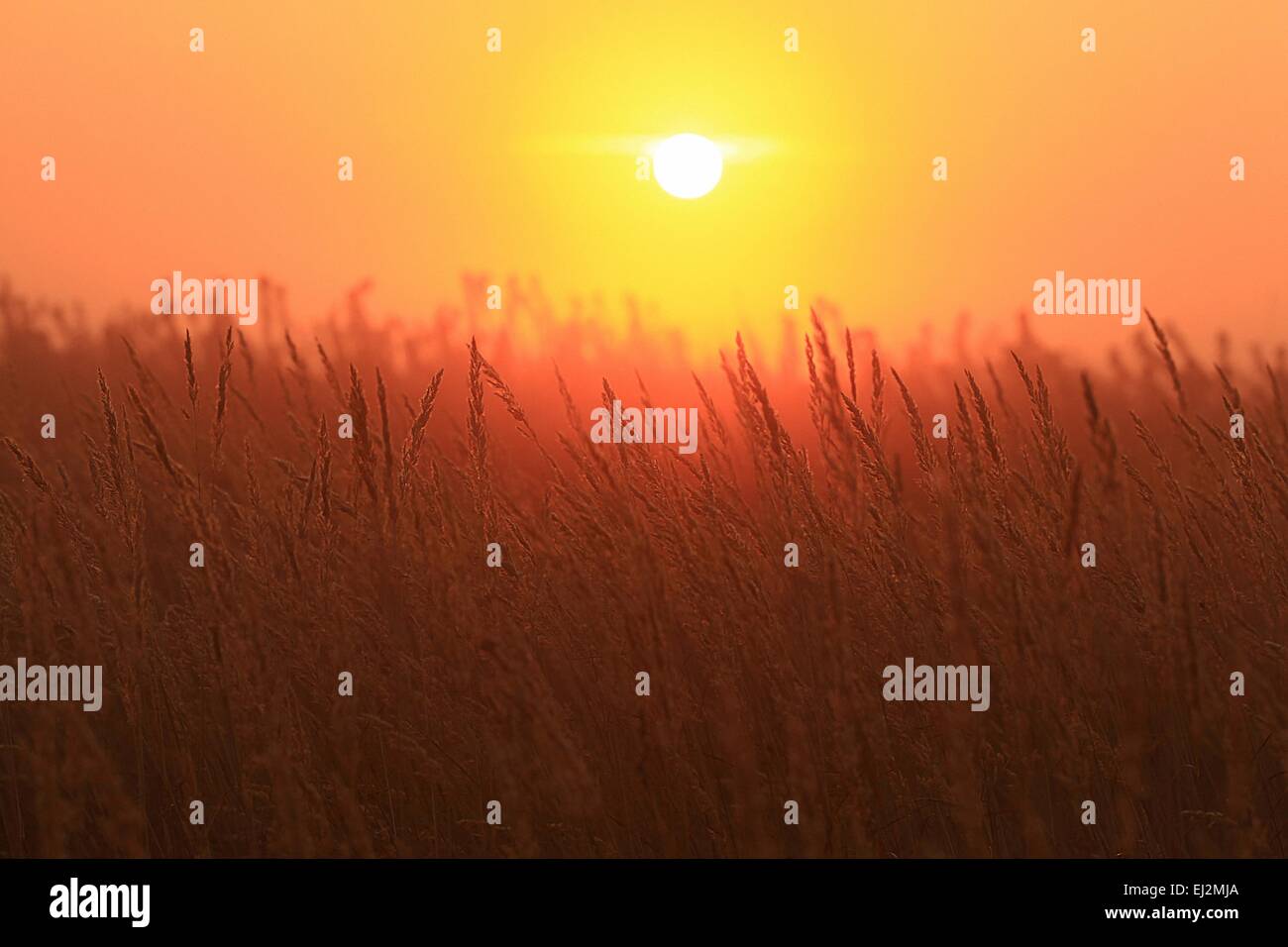Morning mist landscape dawn landscape sunset hi-res stock photography ...