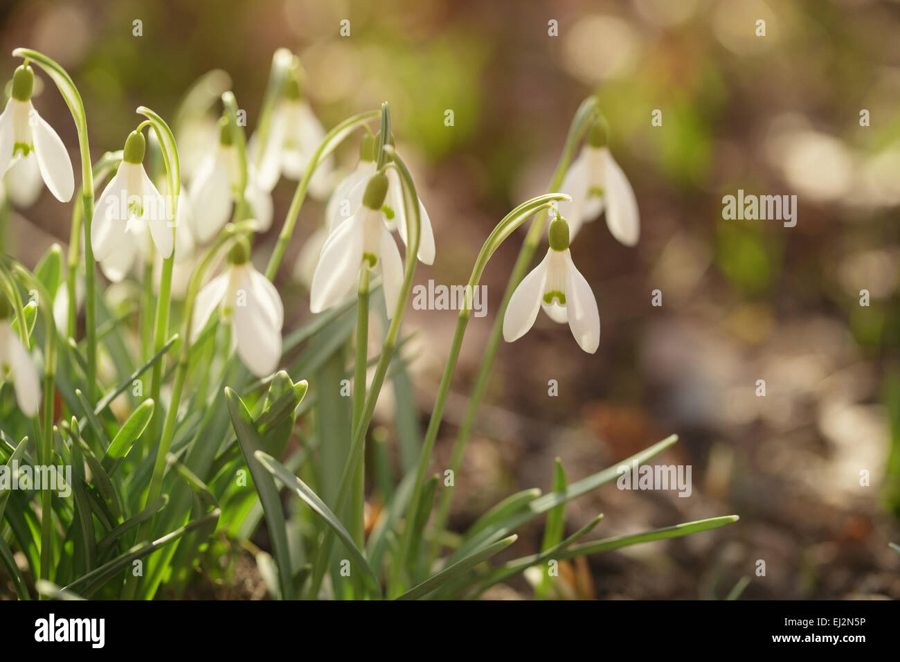 tender spring snowdrops in early spring morning Stock Photo - Alamy