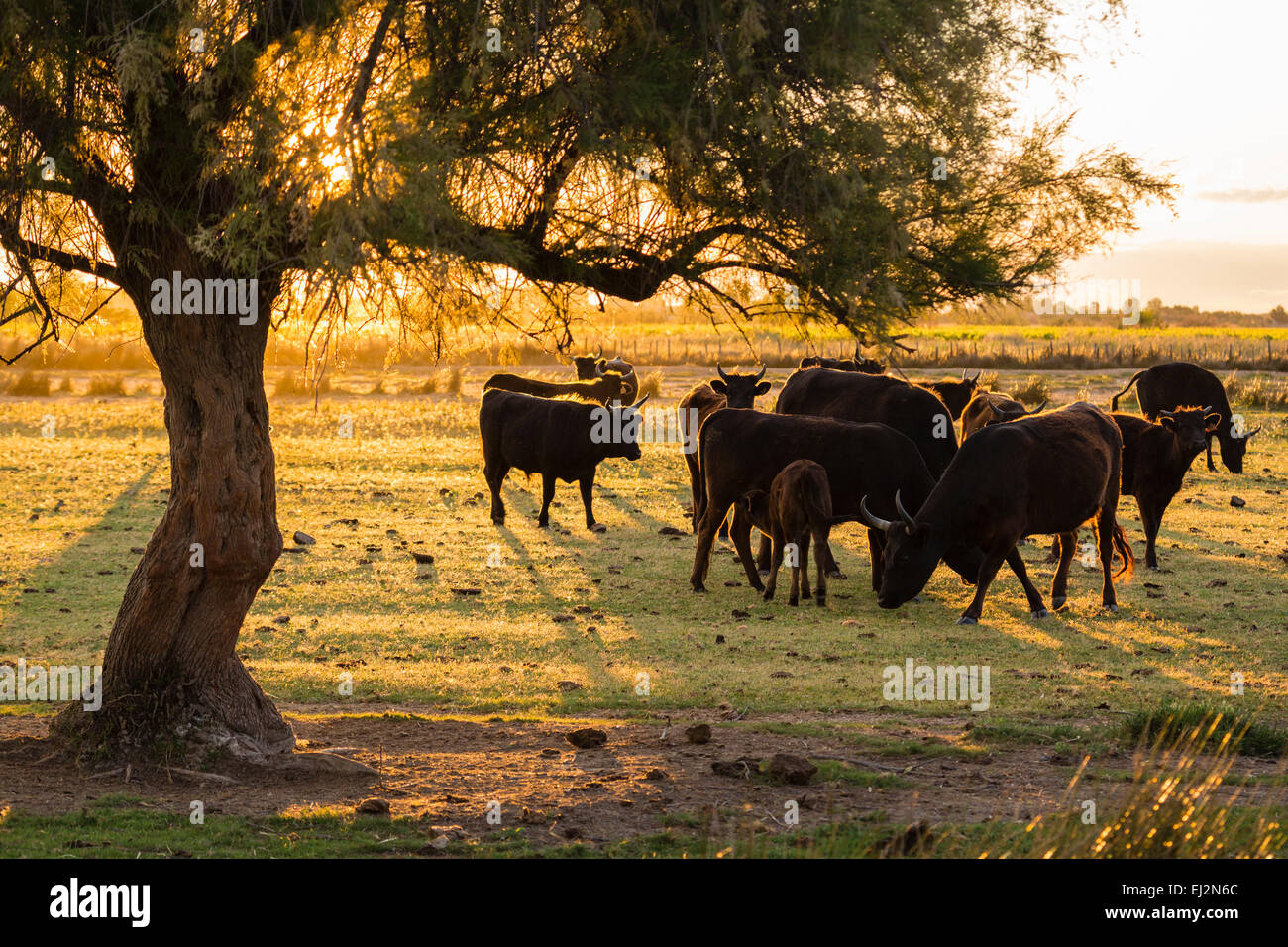 Camargue cattle hi-res stock photography and images - Alamy