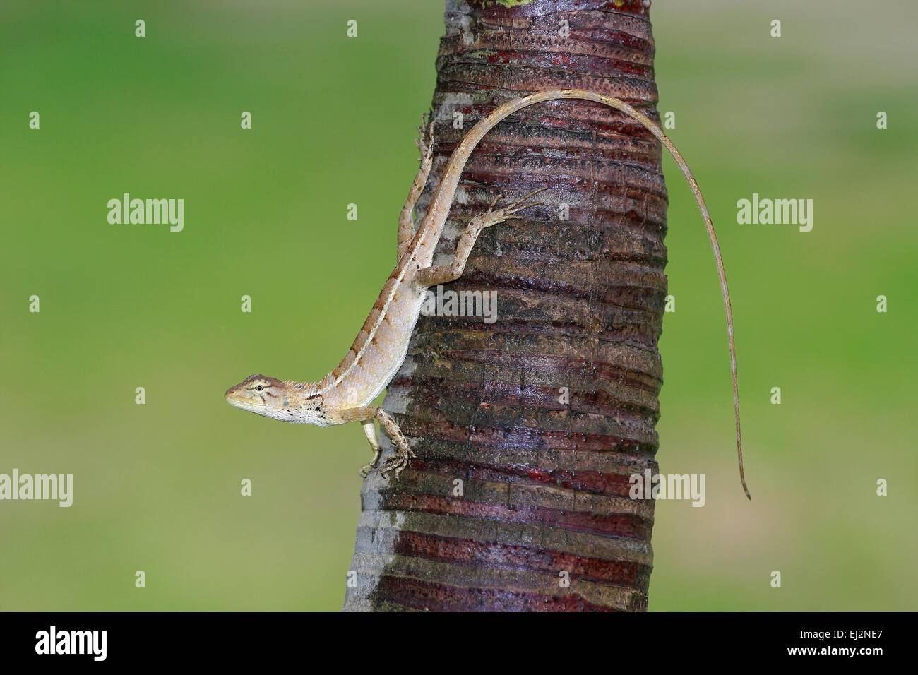 Vietnam gecko hi-res stock photography and images - Alamy