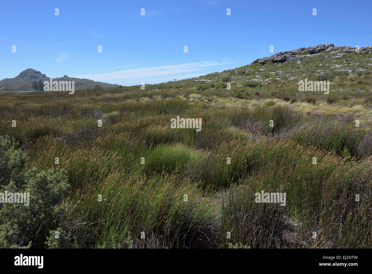 landscape at the Table Mountain with typical Fynbos vegetation, Cape ...