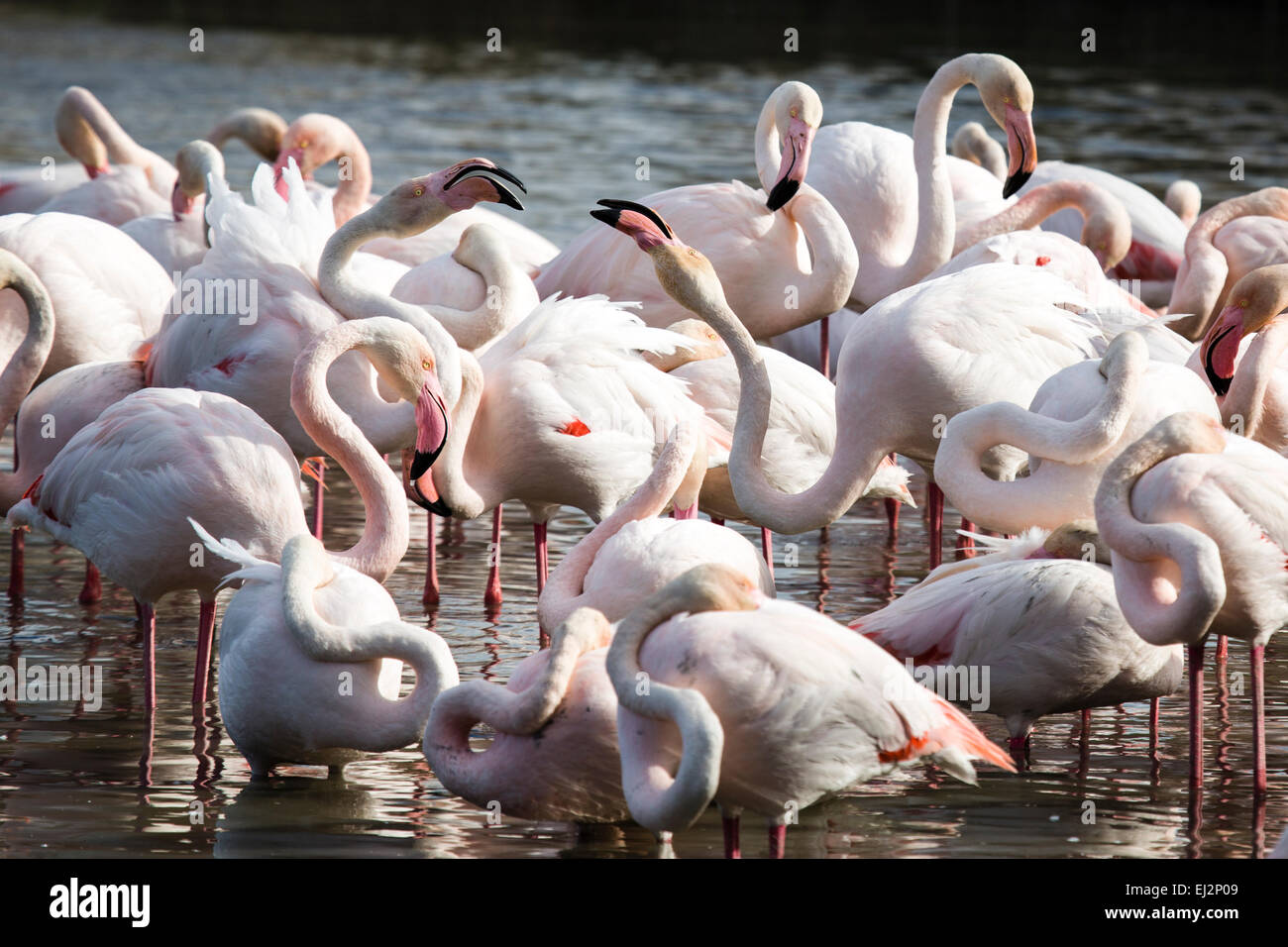 Flamingo flamingos fight hi-res stock photography and images - Alamy