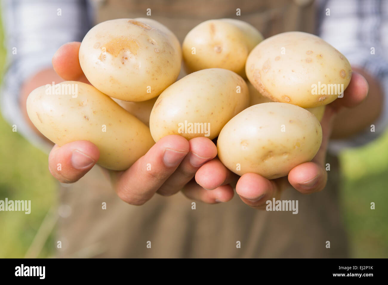 Farmer showing his organic potatoes Stock Photo - Alamy