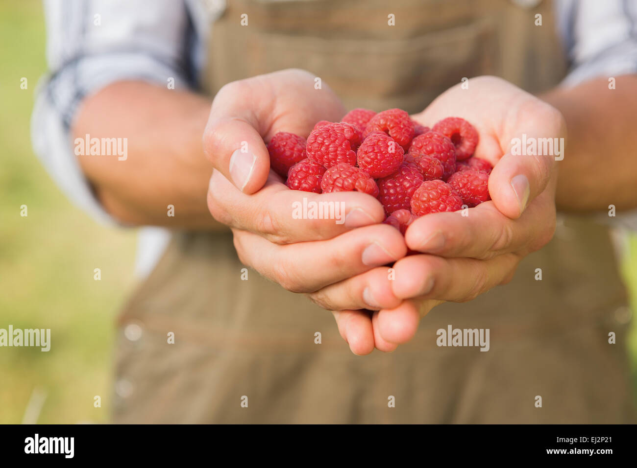 Farmer showing his organic raspberries Stock Photo - Alamy