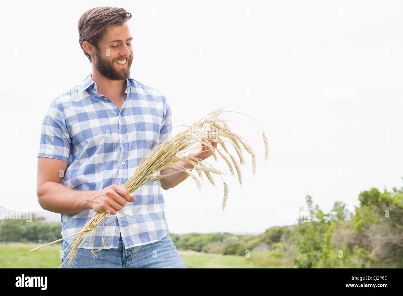 Sheaf of wheat hi-res stock photography and images - Alamy