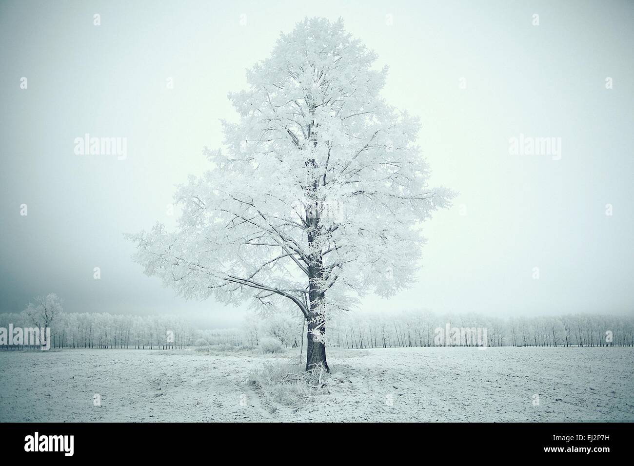 winter landscape nature without people Stock Photo - Alamy