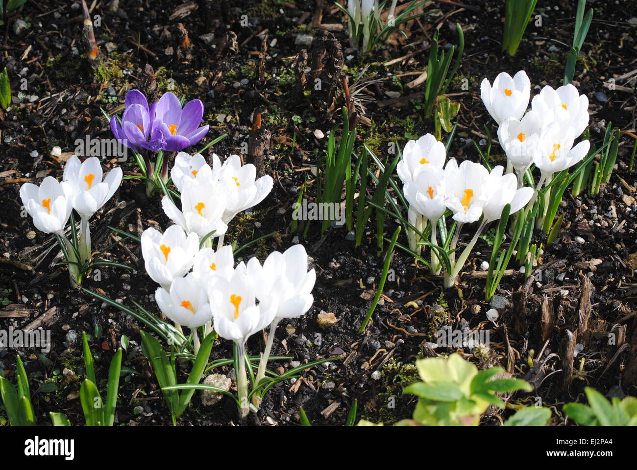 Bed of crocus hi-res stock photography and images - Alamy
