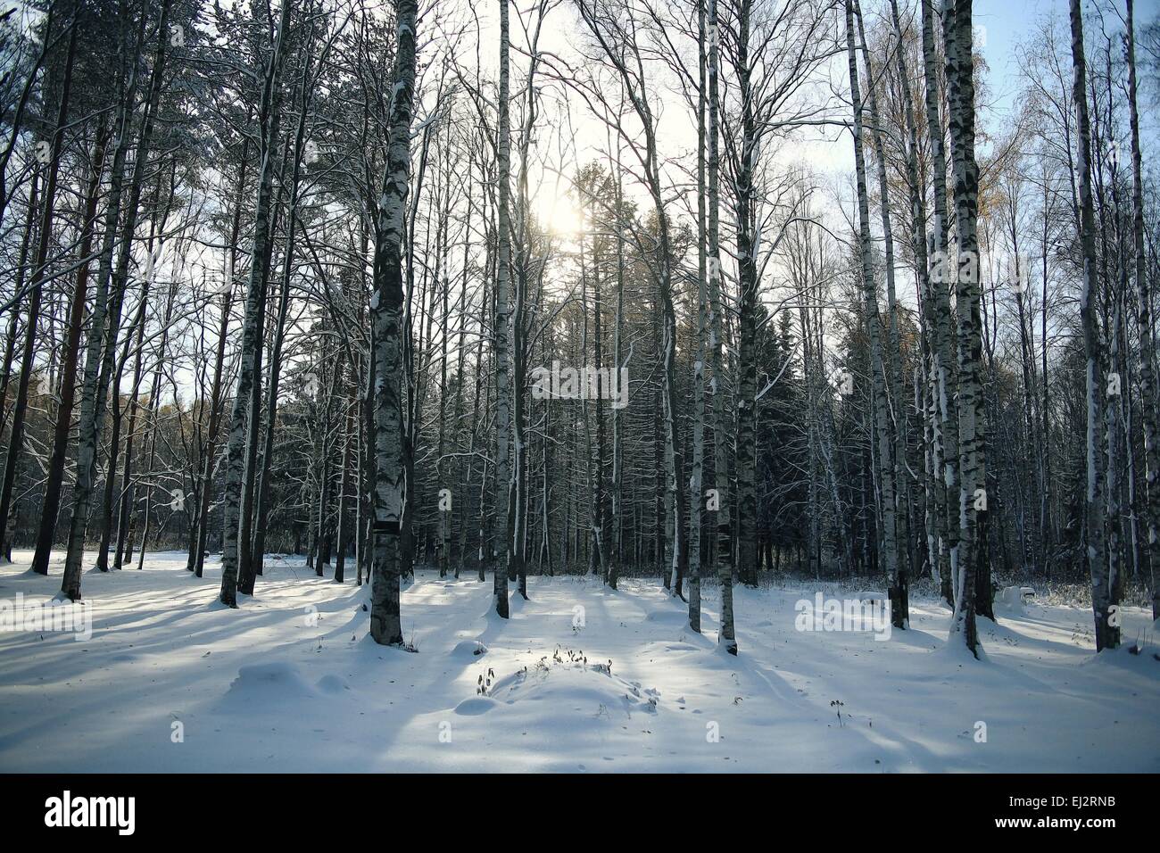 landscape winter snow forest Stock Photo - Alamy