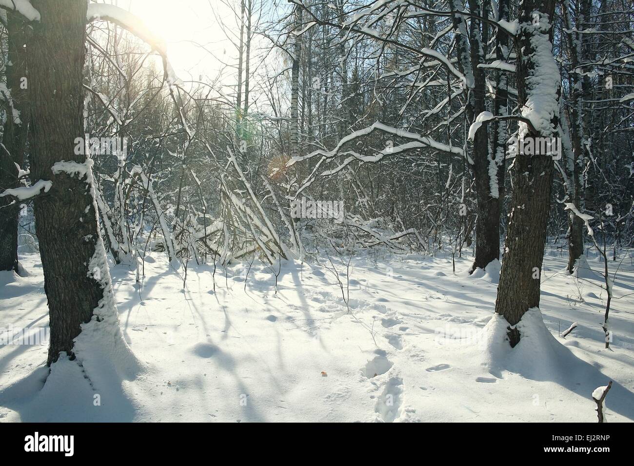 landscape winter snow forest Stock Photo - Alamy
