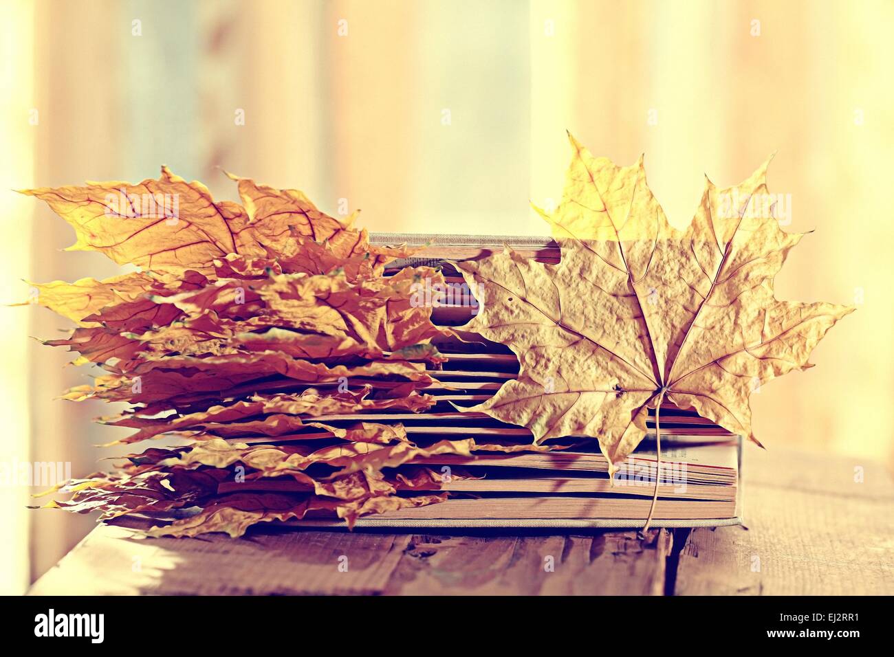 book pages yellow leaves of autumn concept Stock Photo - Alamy