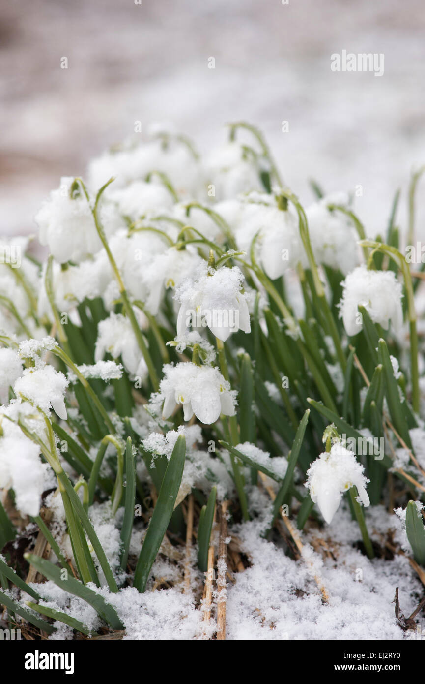 Galanthus Reginae. Snowdrops covered in snow in winter in Scotland ...