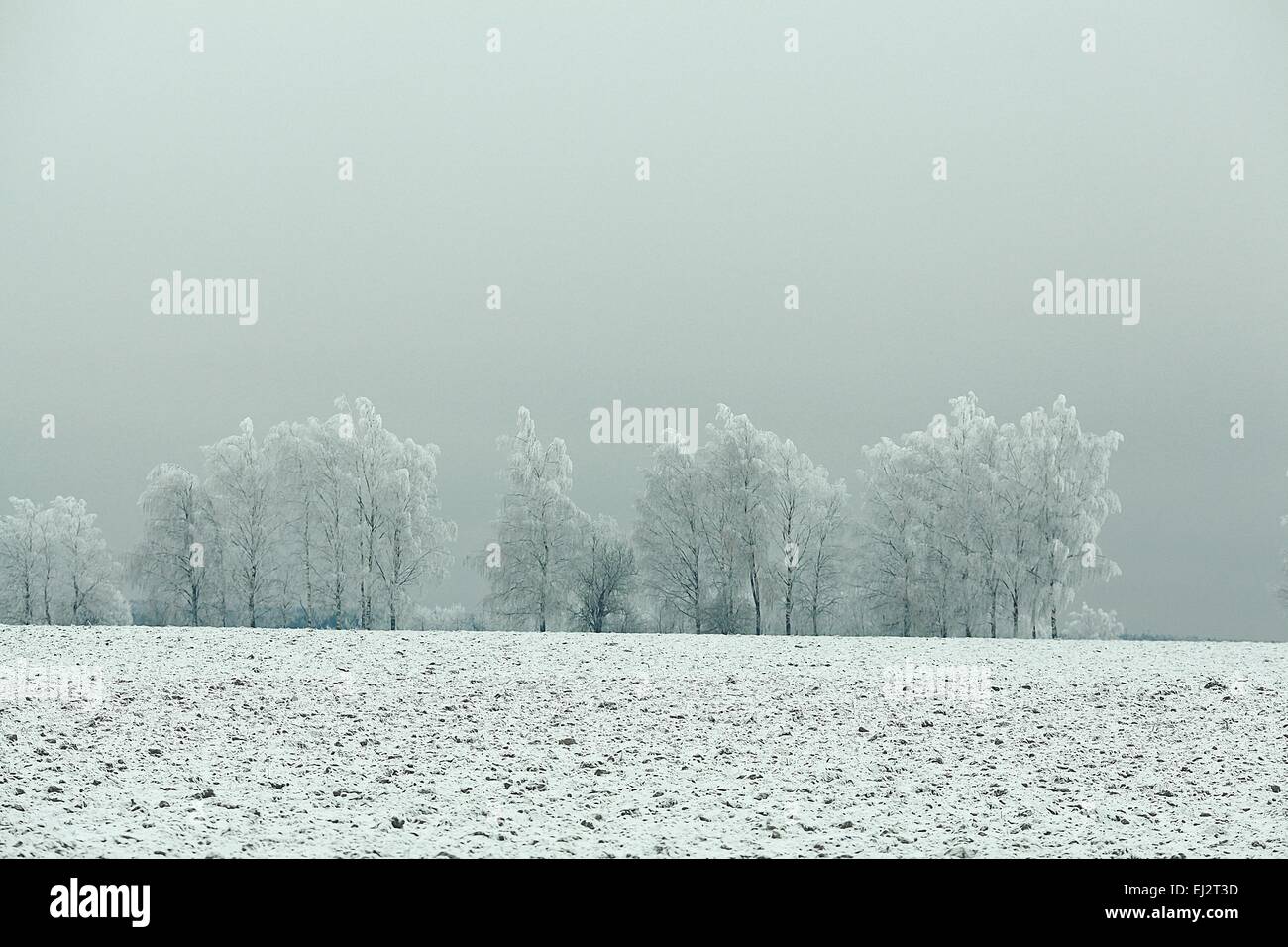 magical winter snow landscape trees snowfall Stock Photo - Alamy