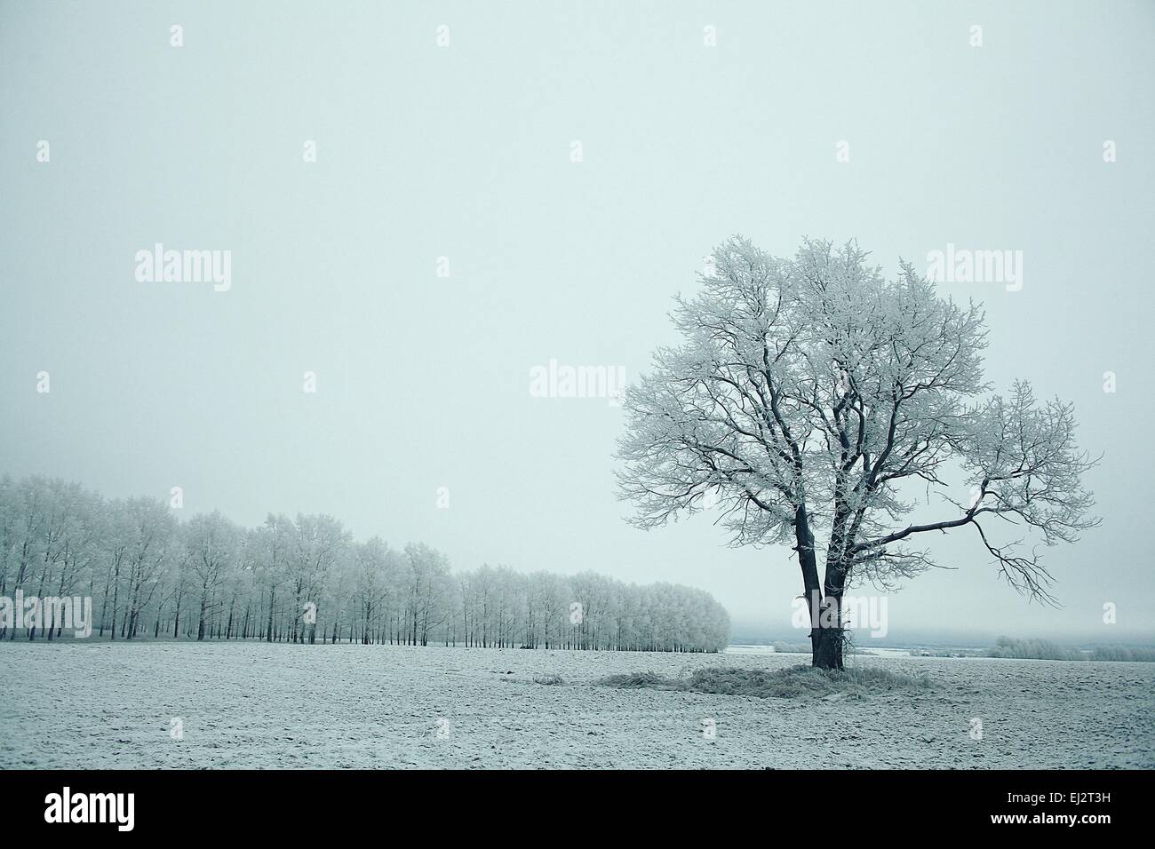 magical winter snow landscape trees snowfall Stock Photo - Alamy