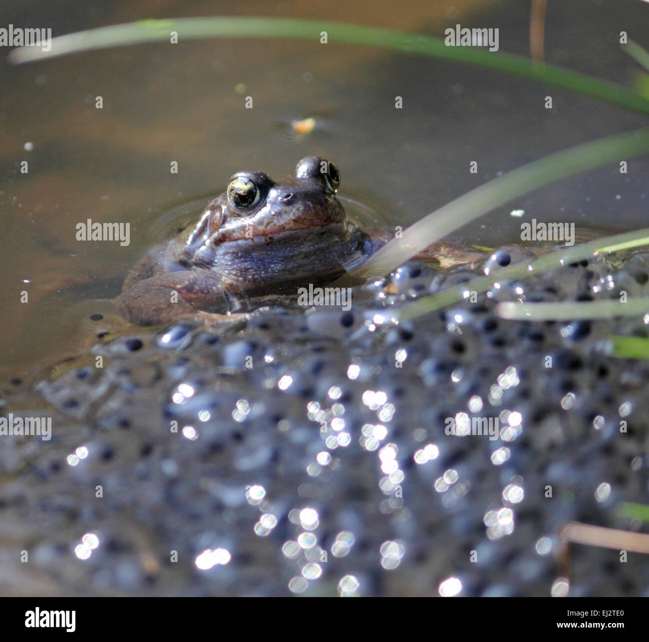 Newlands Corner, Surrey, England, UK. 20th March 2015. The First Day of ...