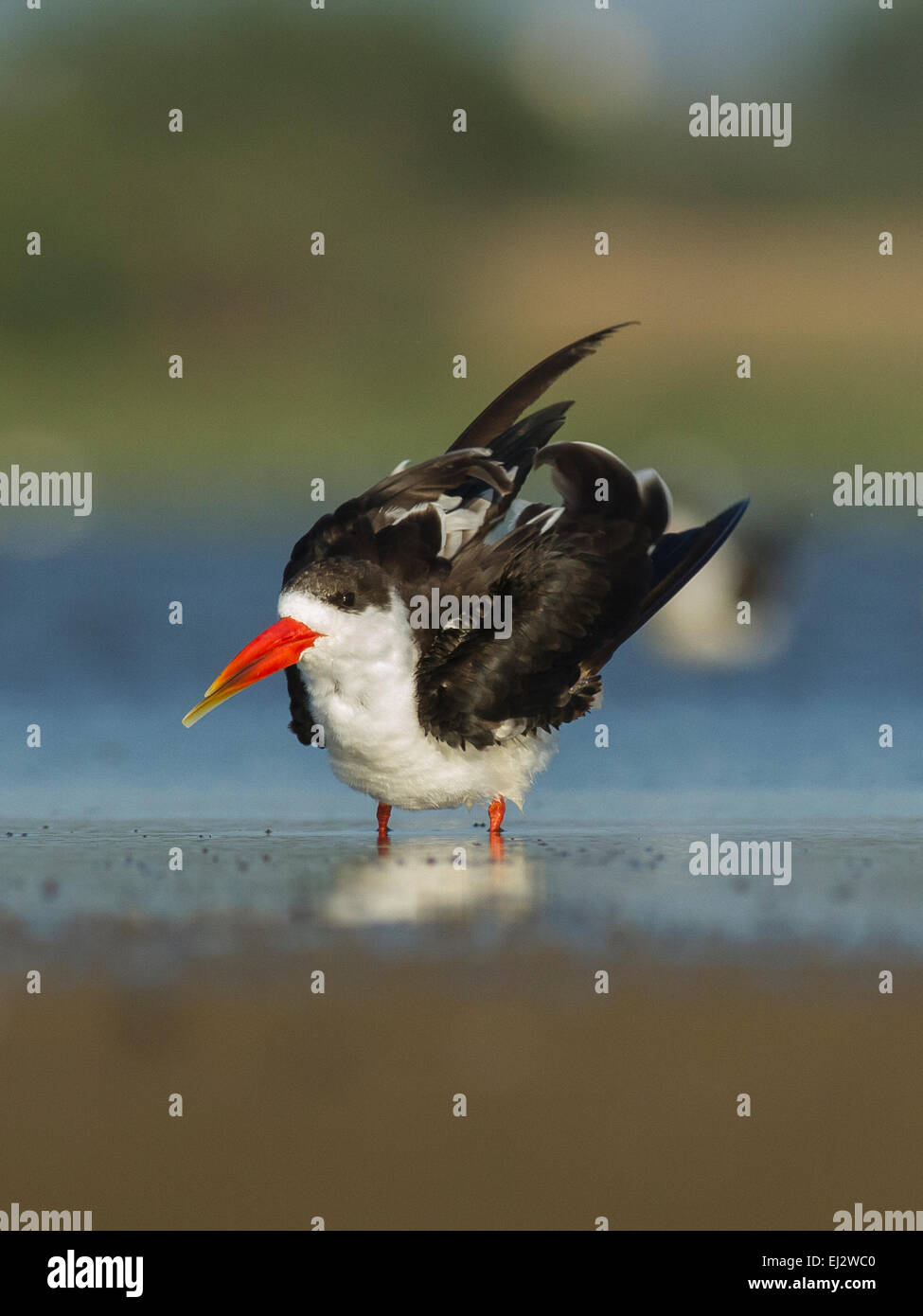 Indian skimmer or Indian scissors-bill (Rynchops albicollis) preening ...