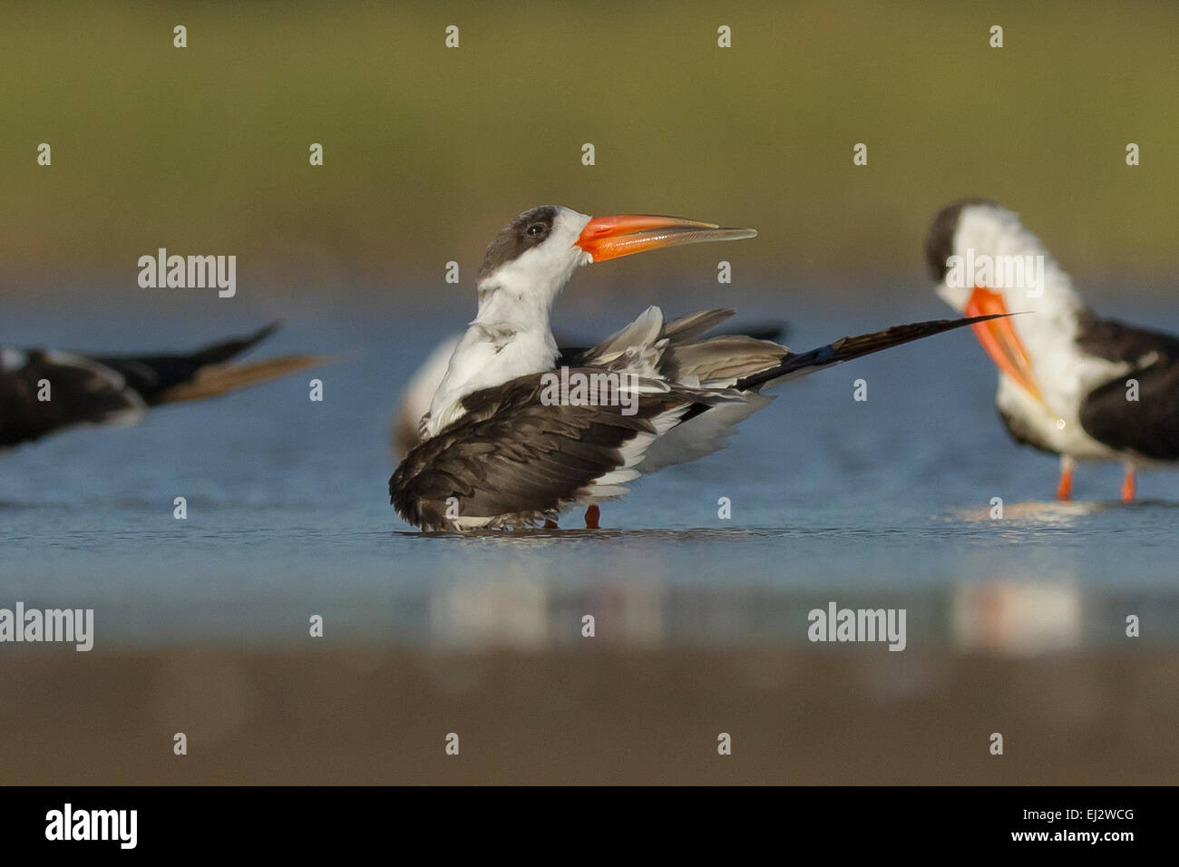 Indian skimmer or Indian scissors-bill (Rynchops albicollis) preening ...