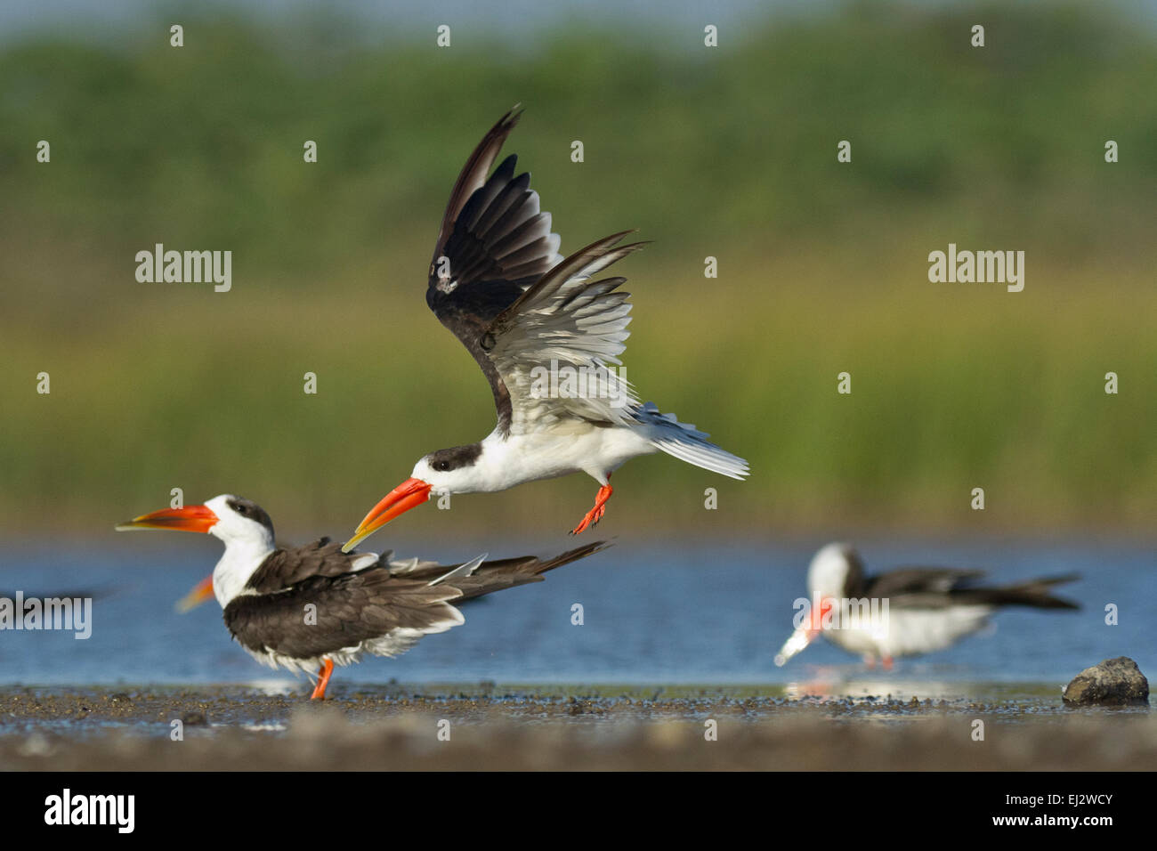 Indian skimmer or Indian scissors-bill (Rynchops albicollis) in flight ...