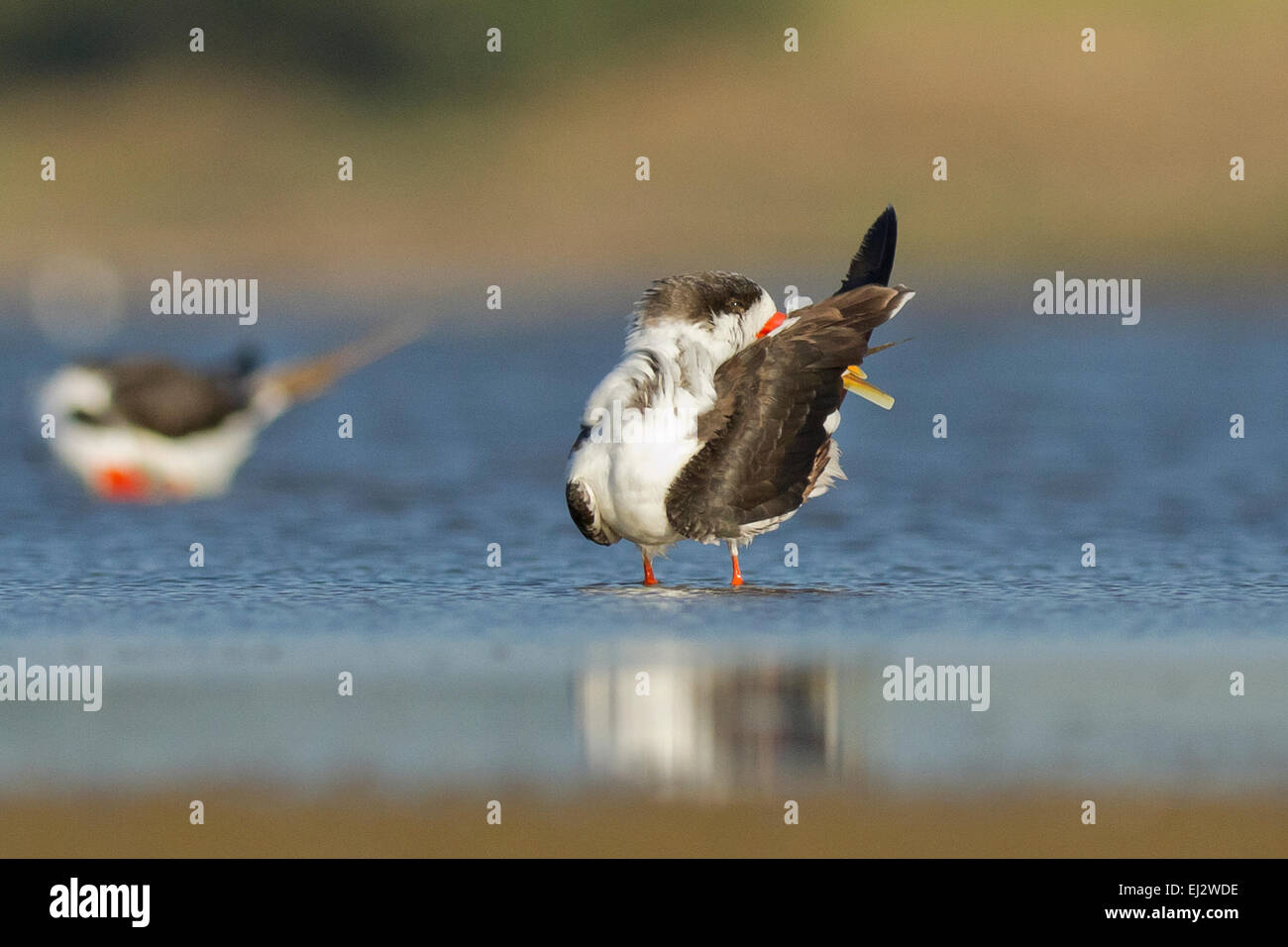 Indian skimmer or Indian scissors-bill (Rynchops albicollis) preening ...