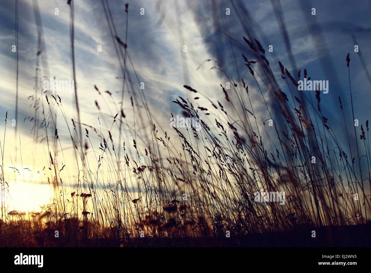 Dry plant sunrise sky hi-res stock photography and images - Alamy