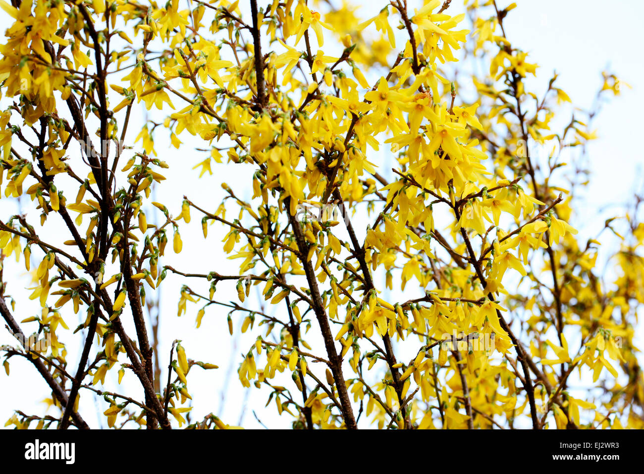 Charming yellow forsythia stems in hi-res stock photography and images ...