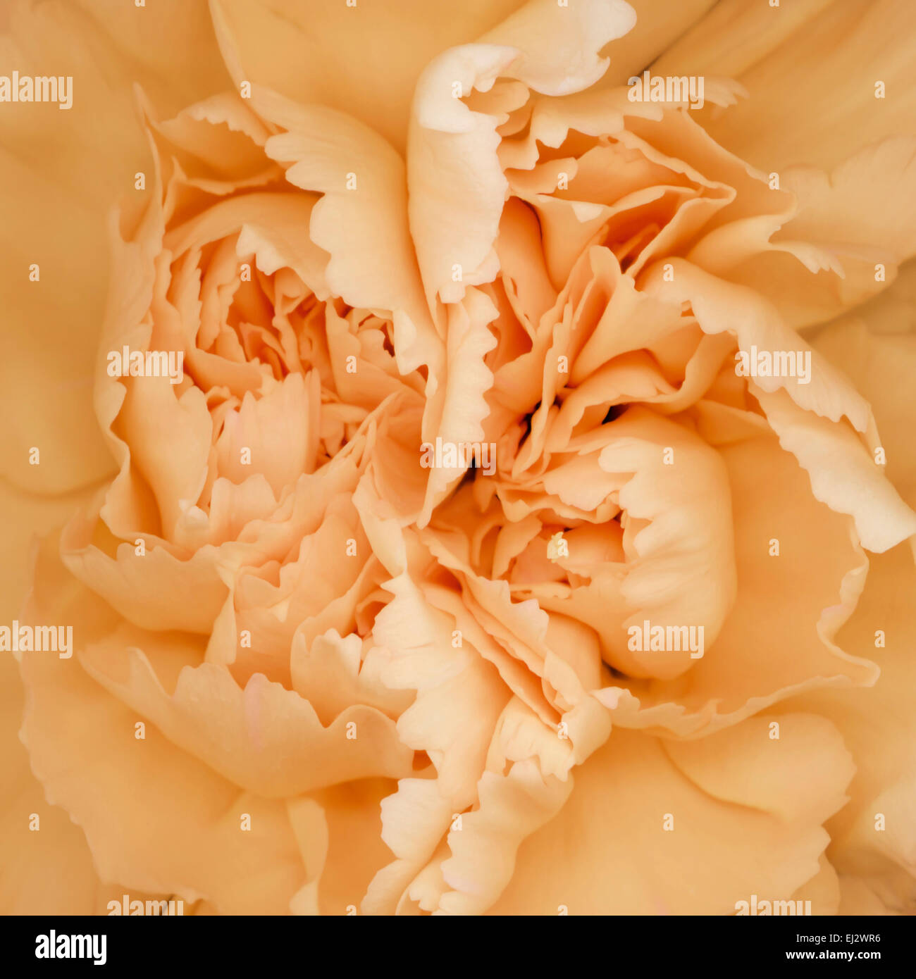 Close up detail of a charming orange carnation Jane Ann Butler ...