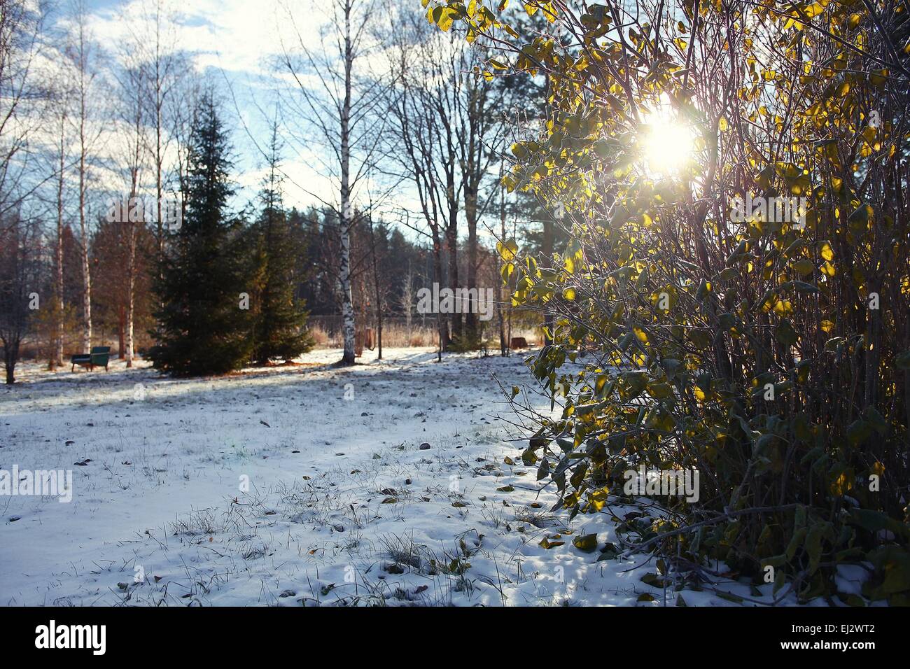 landscape park autumn trees snow forest Stock Photo - Alamy