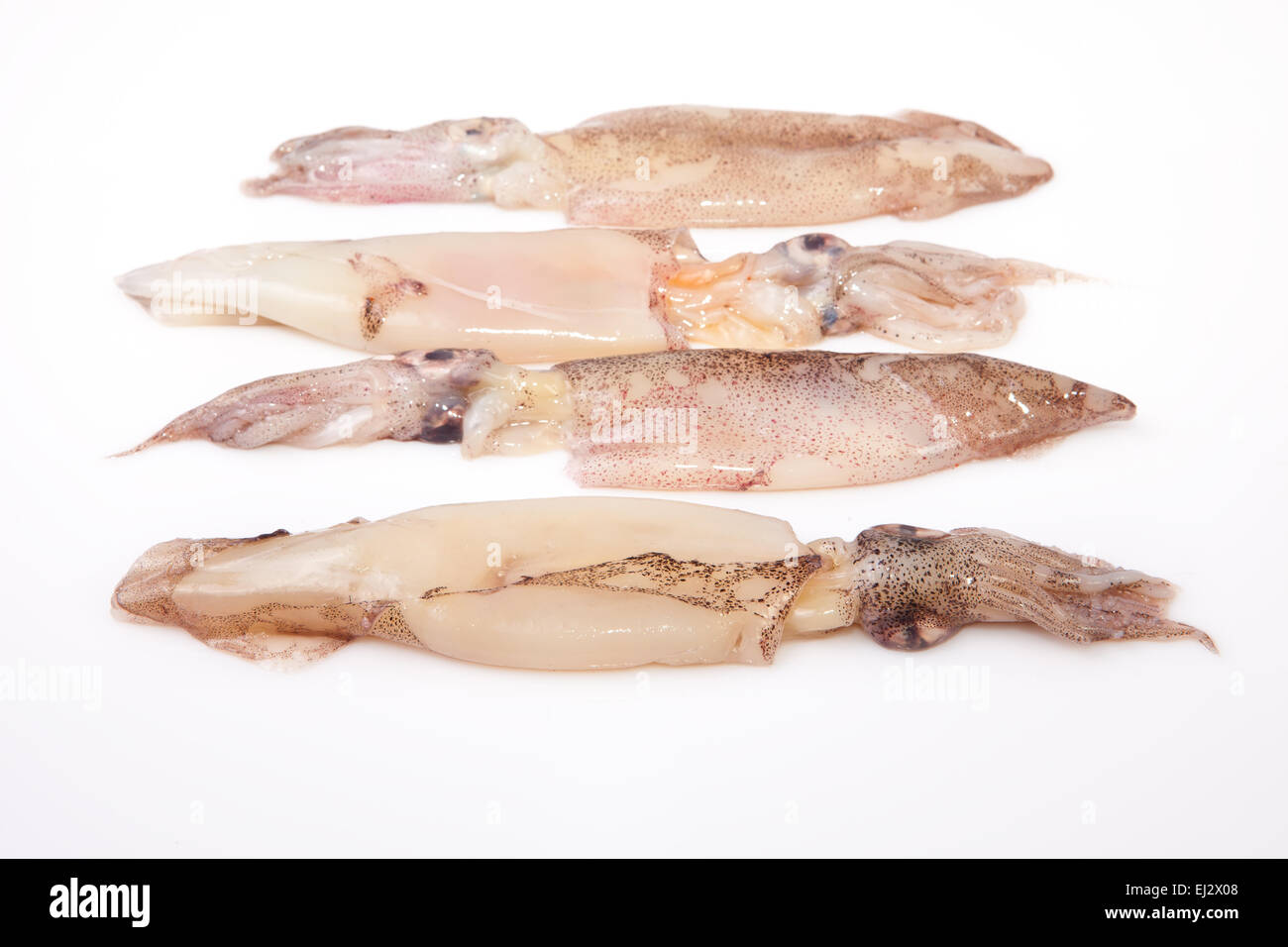 Small freshly squids. Group on row isolated ove white background Stock ...