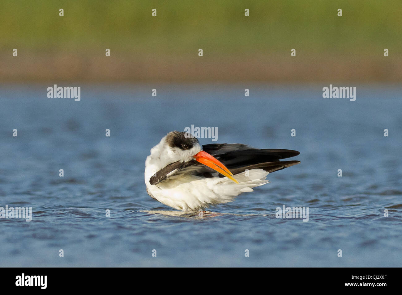 Indian skimmer or Indian scissors-bill (Rynchops albicollis) preening ...