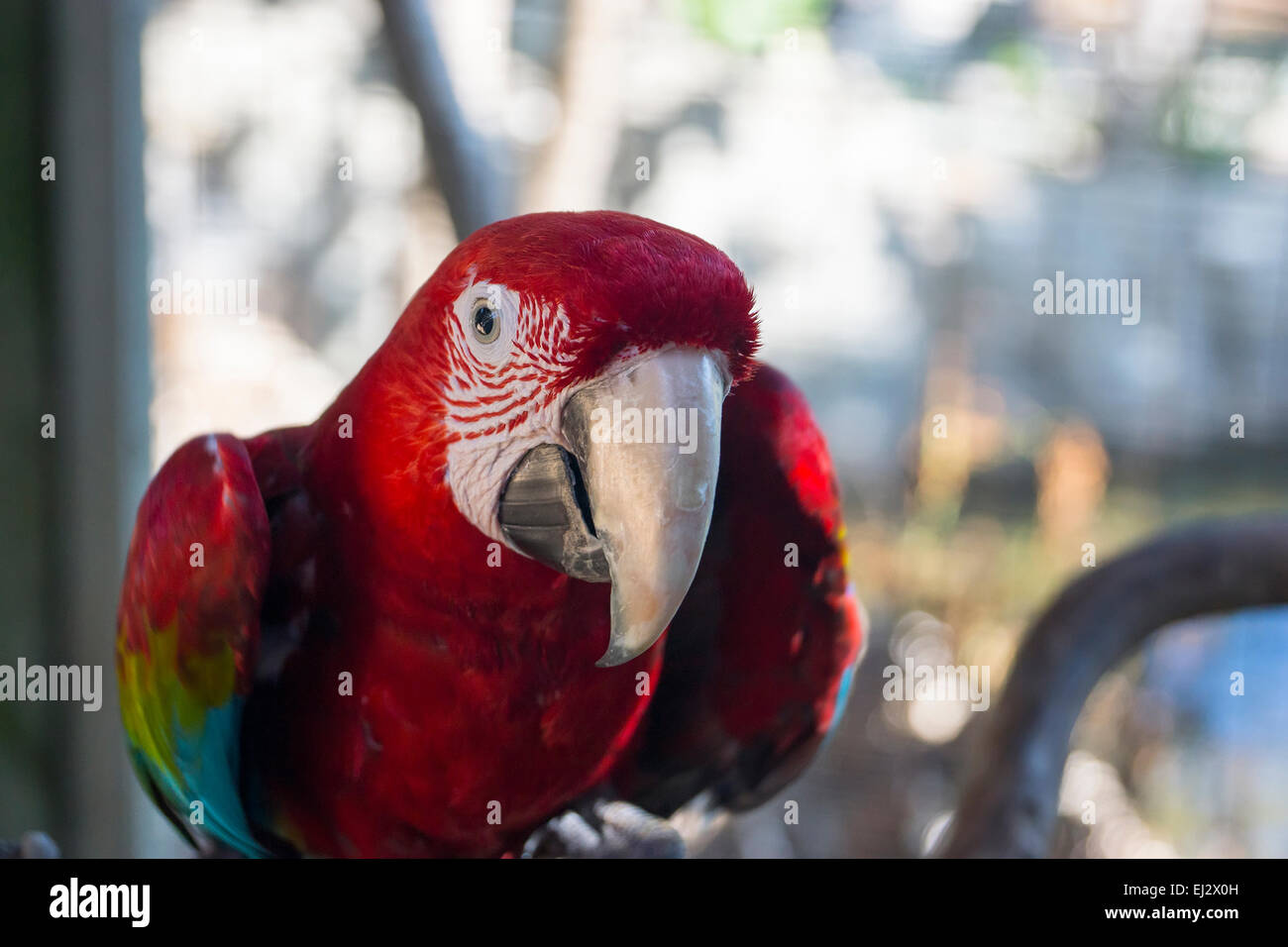 Beautiful, colorful ara parrot (ara macao) closeup on blurred ...
