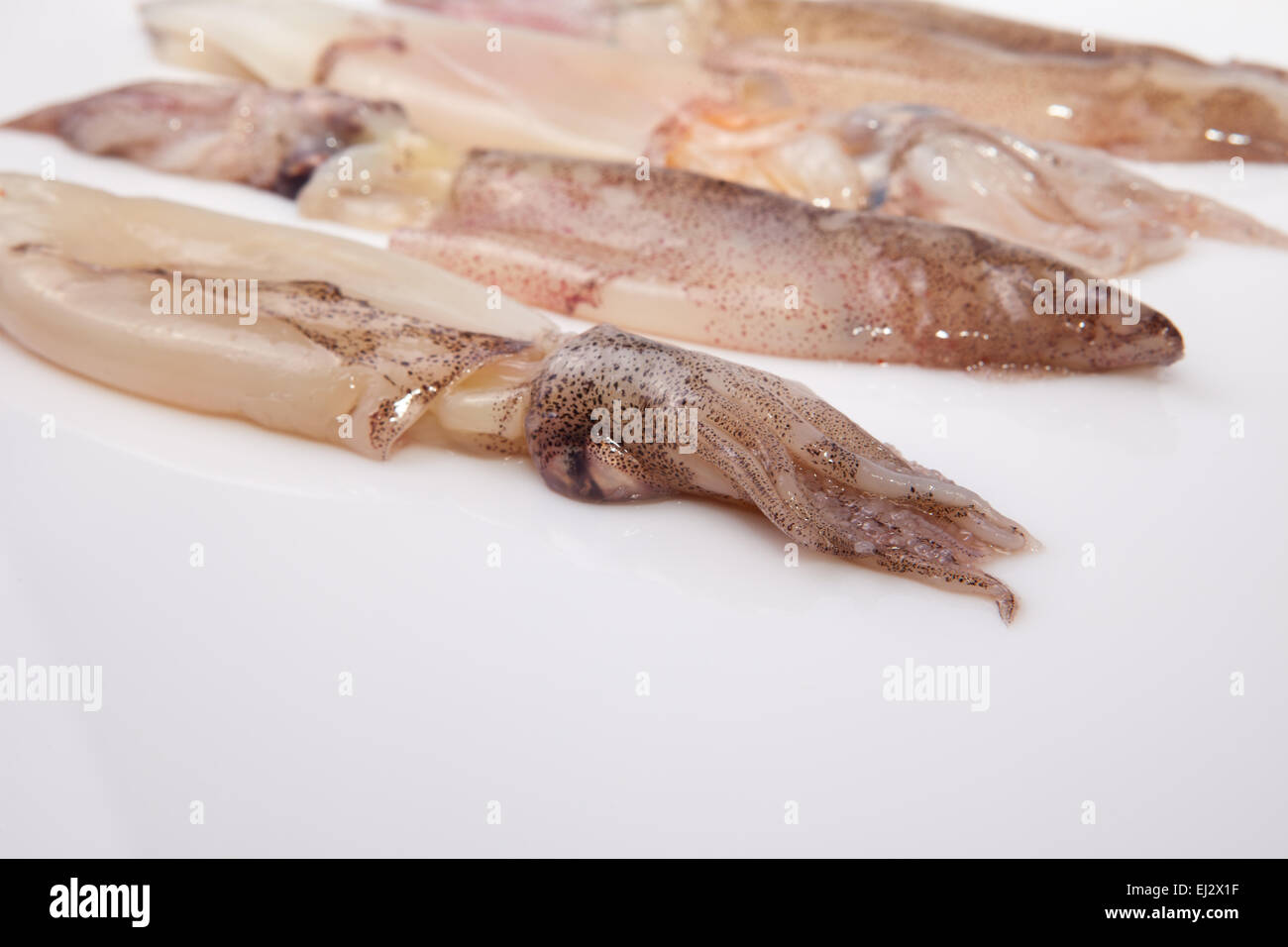 Small freshly squids. Group on row isolated ove white background Stock ...