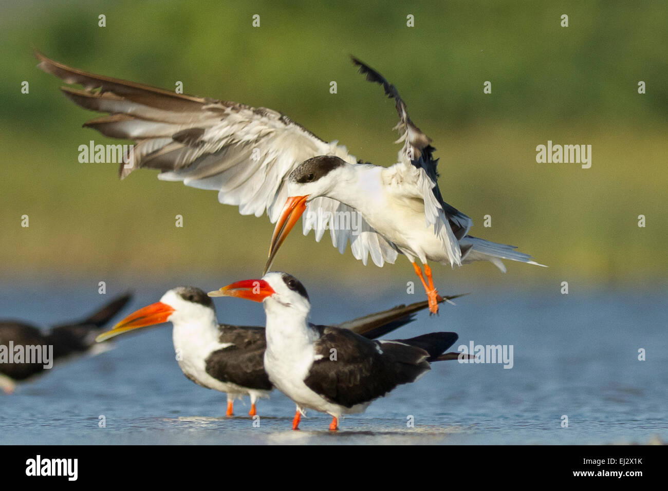 Indian skimmer or Indian scissors-bill (Rynchops albicollis) landing ...