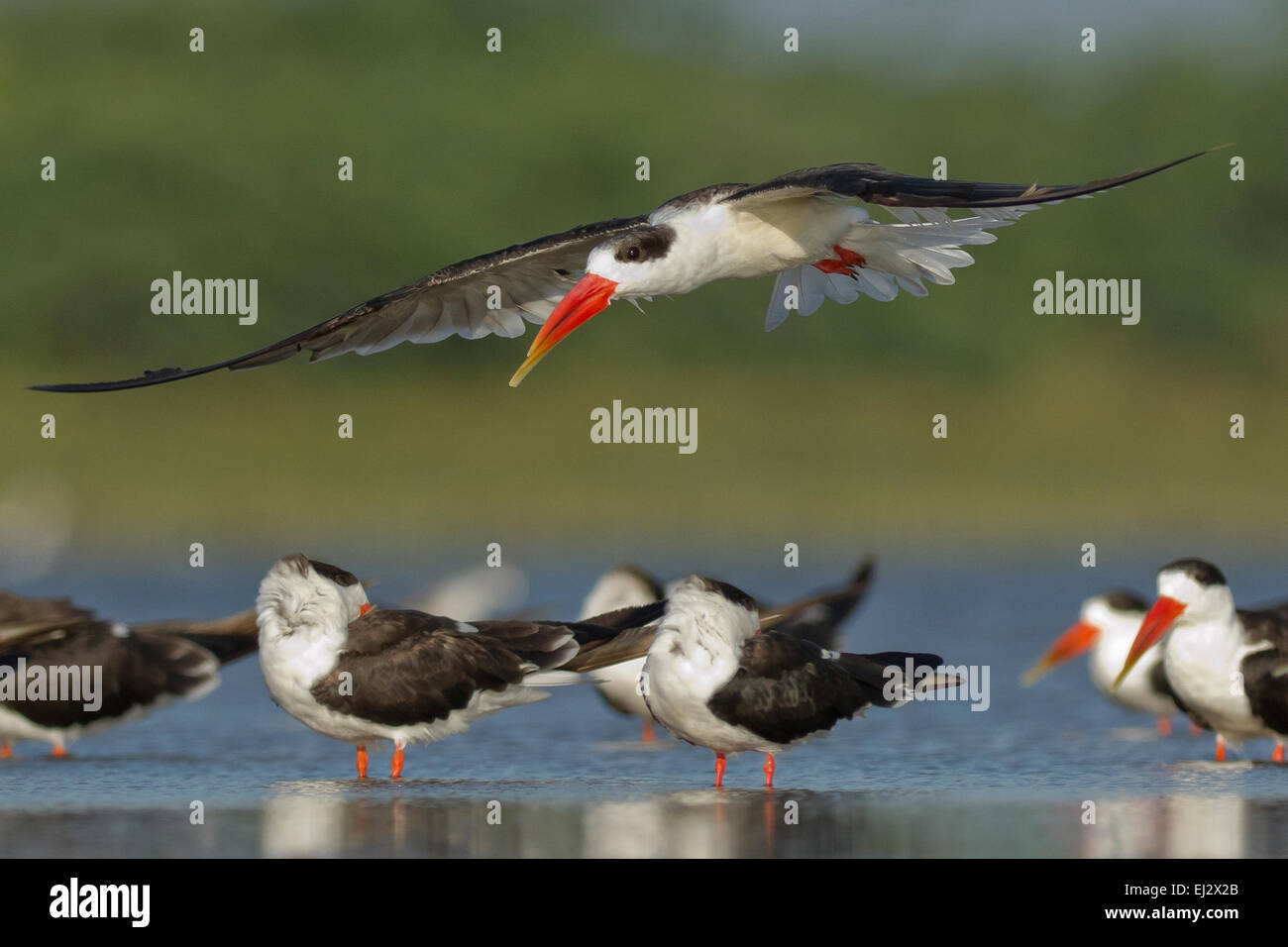 Indian skimmer or Indian scissors-bill (Rynchops albicollis) in flight ...
