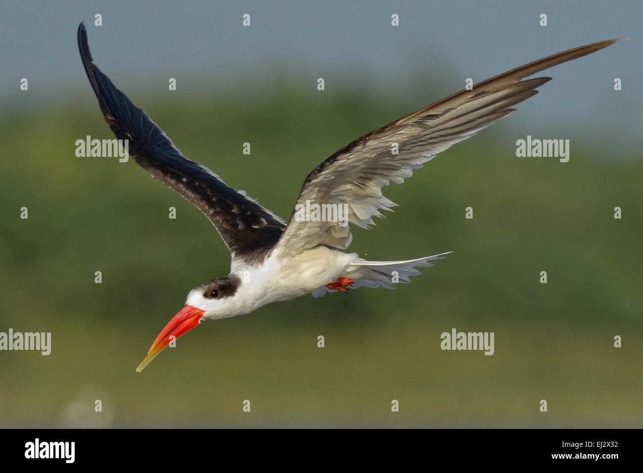 Indian skimmer or Indian scissors-bill (Rynchops albicollis) in flight ...