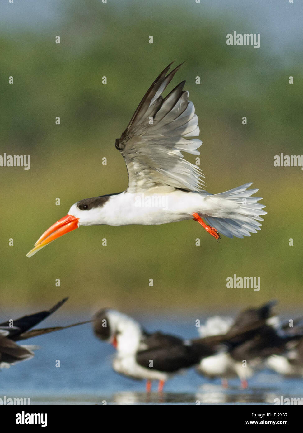 Indian skimmer or Indian scissors-bill (Rynchops albicollis) in flight ...